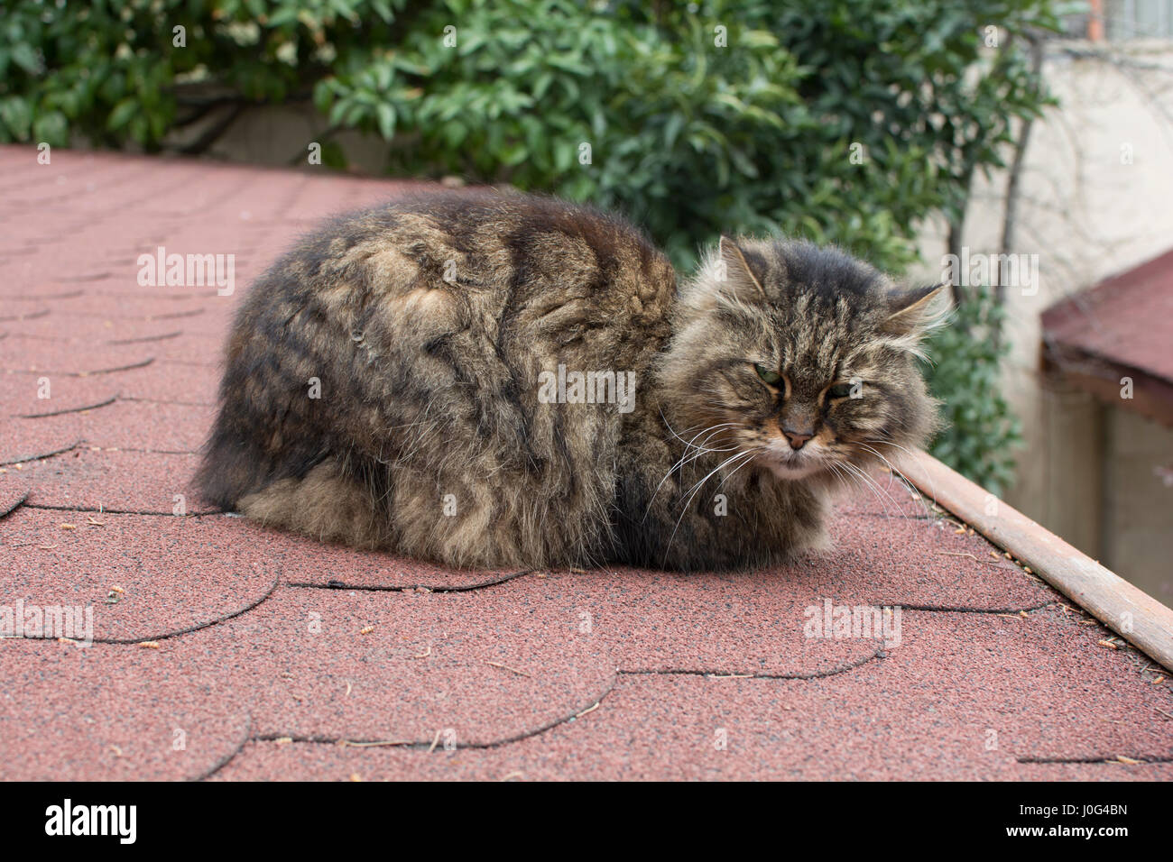The cat waiting on the roof. He is very angry Stock Photo - Alamy