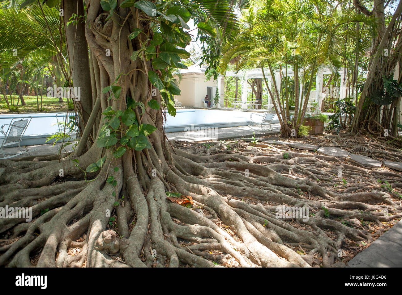 Tree roots house hi-res stock photography and images - Alamy