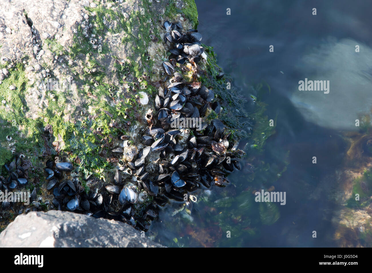 At the edge of the sea, mussel shells on the rock Stock Photo - Alamy