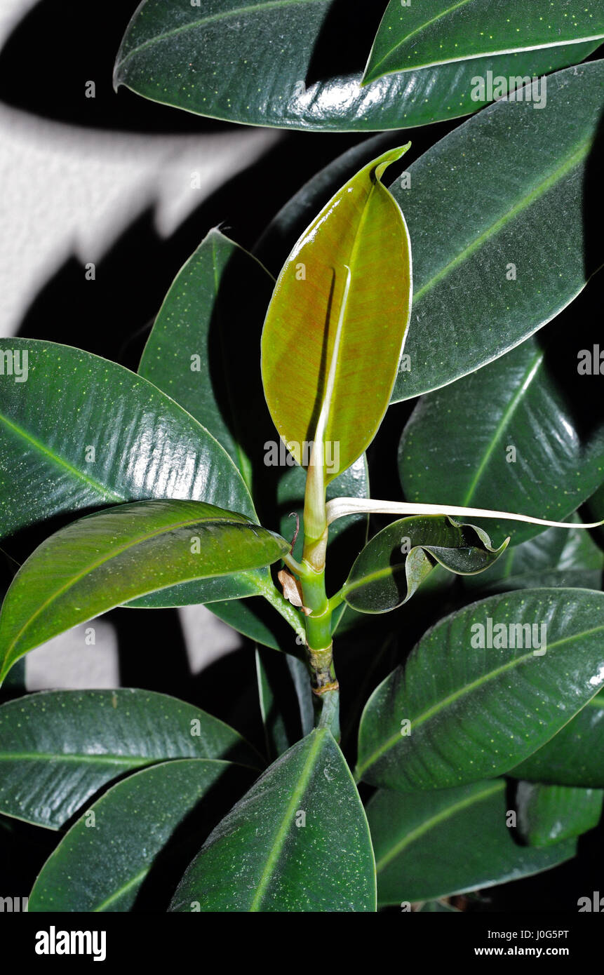 Ficus robusta hi-res stock photography and images - Alamy