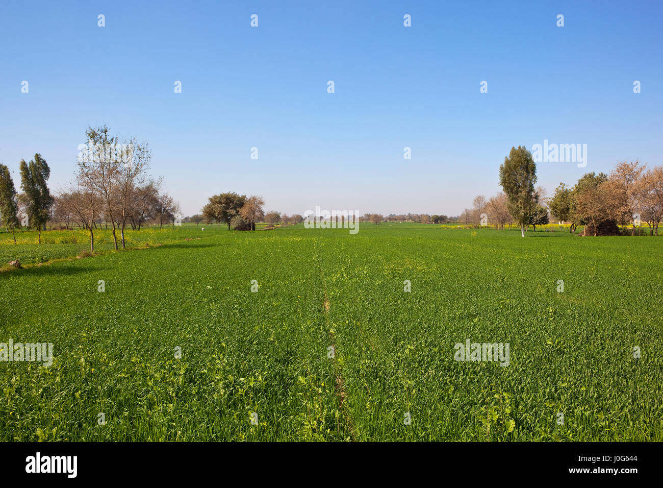 a green wheat crop with acacia and poplar trees in rajasthan india in ...