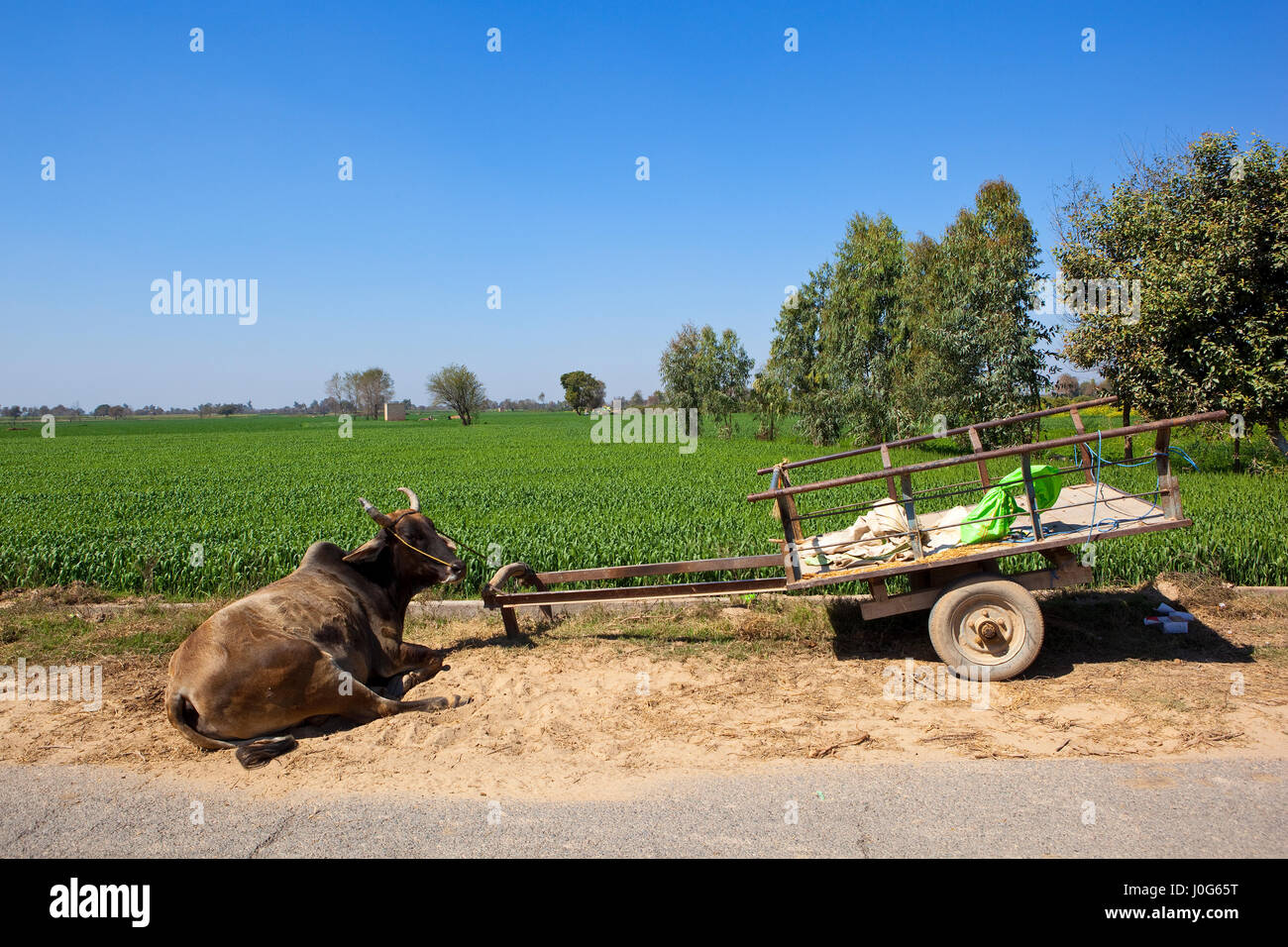 Traditional indian ox cart transport hi-res stock photography and ...
