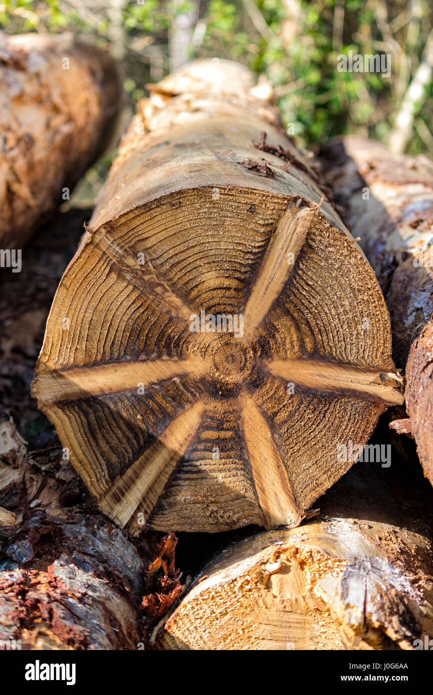 Pile cut branches stack logs hi-res stock photography and images - Alamy