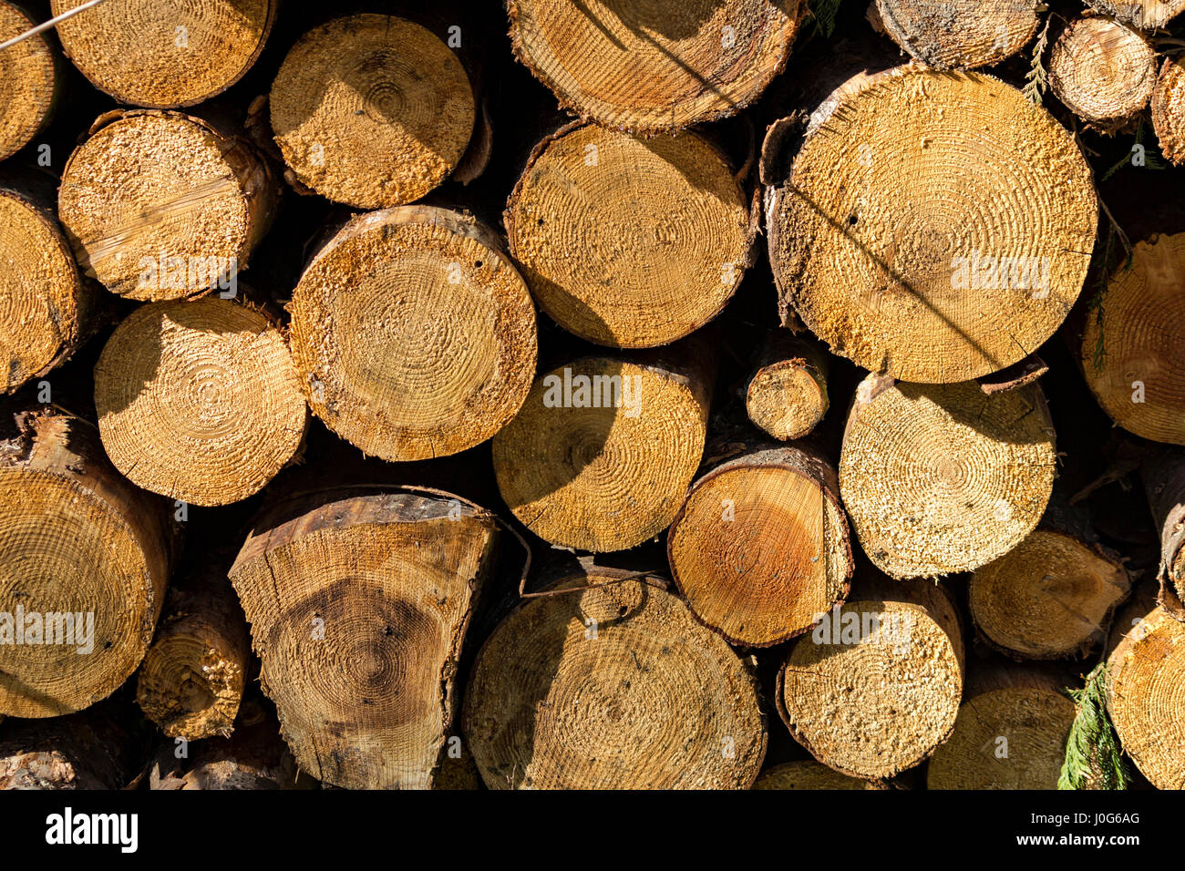 Larch logs at Firestone Copse, Isle of Wight Stock Photo - Alamy