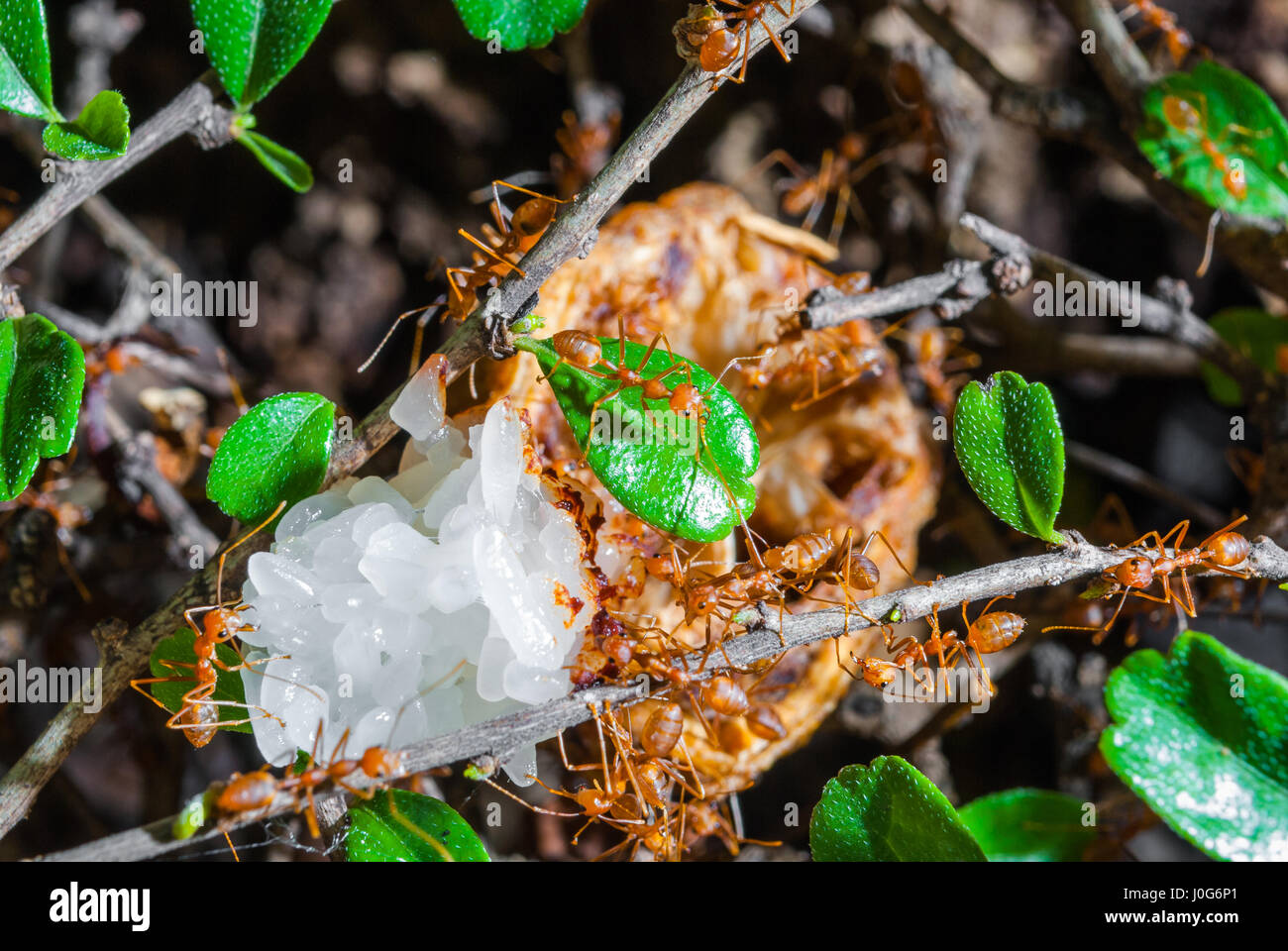Many Ants Eating Sticky Rice on Tree Stock Photo - Alamy