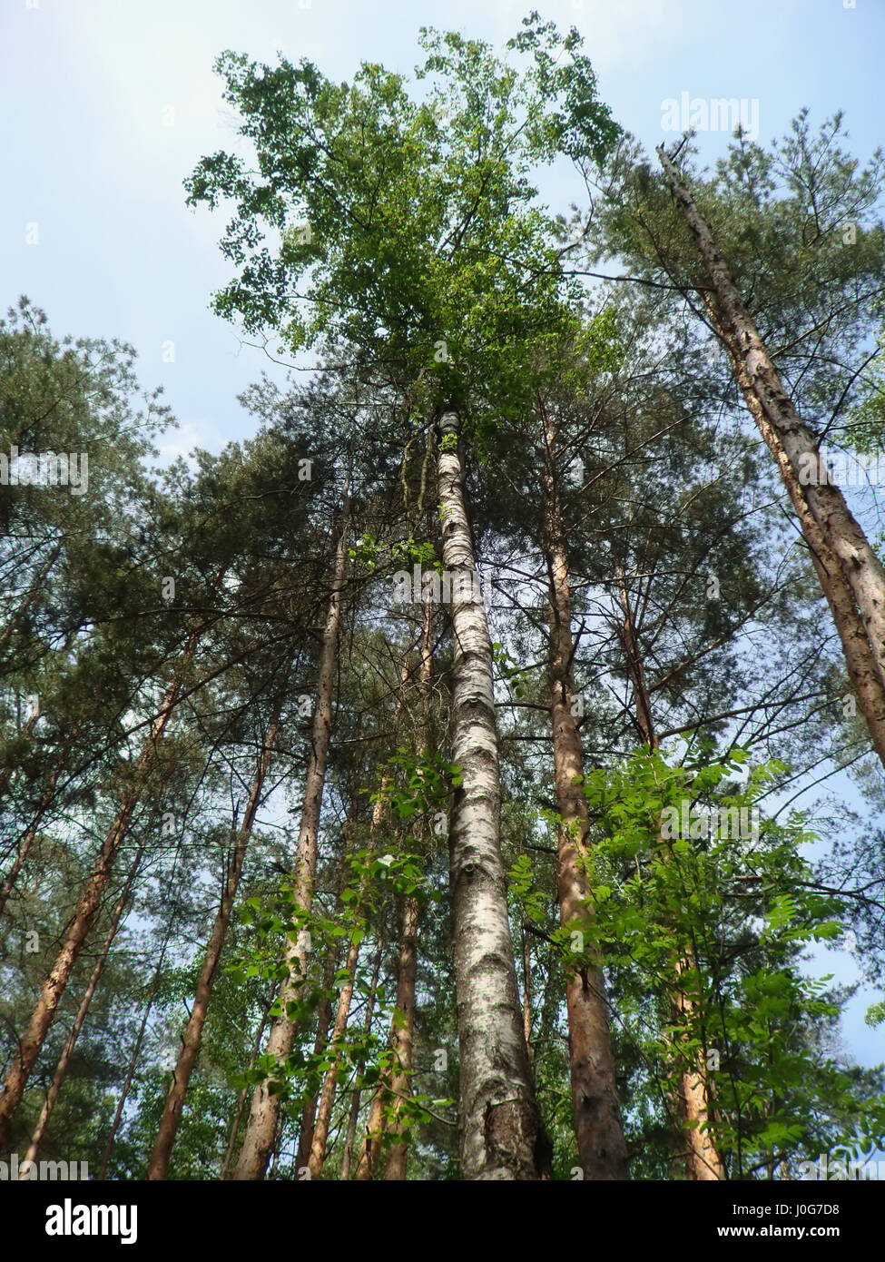 Bottom view of tall trees in a mixed forest. Blue sky in background ...