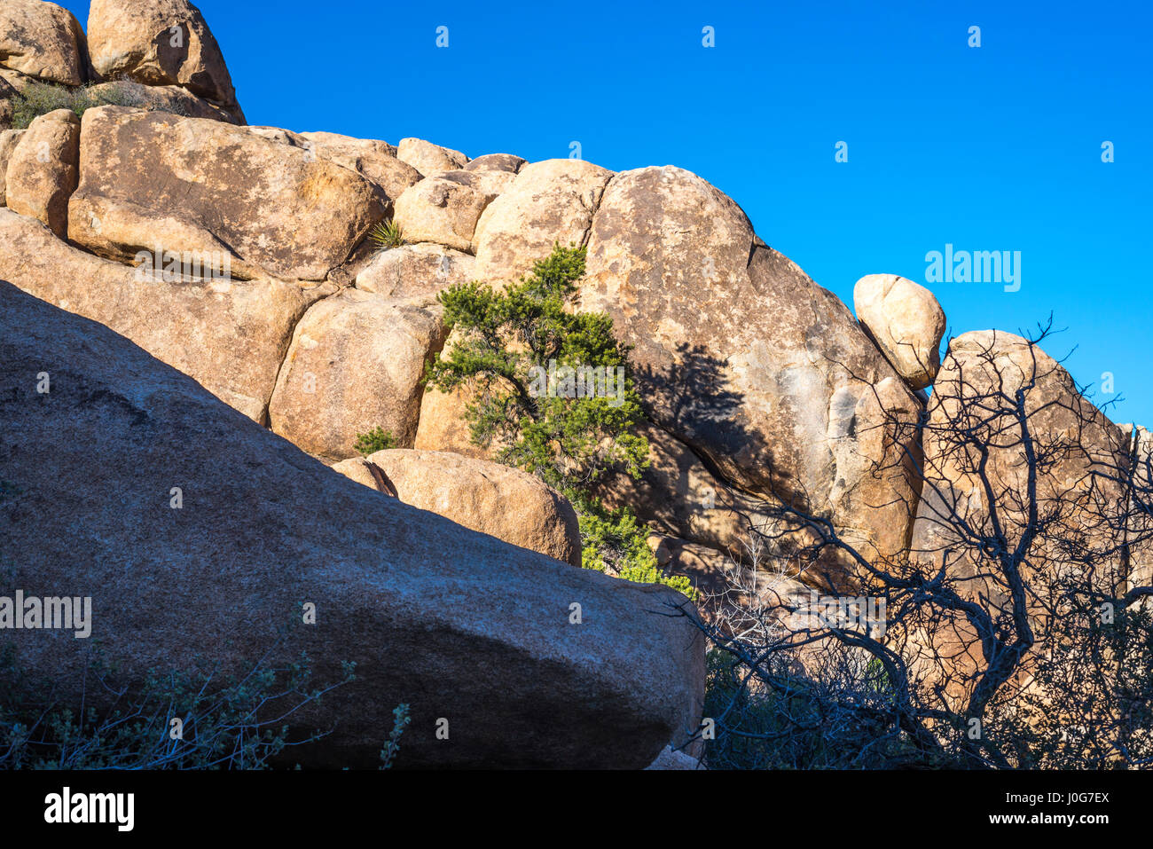 Pine tree among rock formations on the Barker Dam Loop Trail. Joshua ...