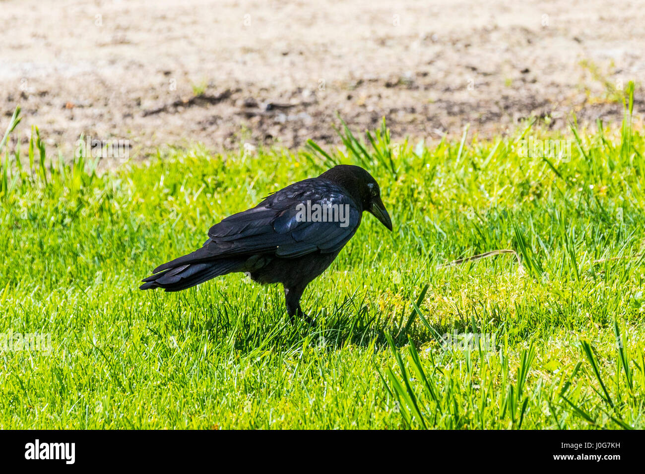 An American Crow wandering in the grass looking for food Stock Photo ...