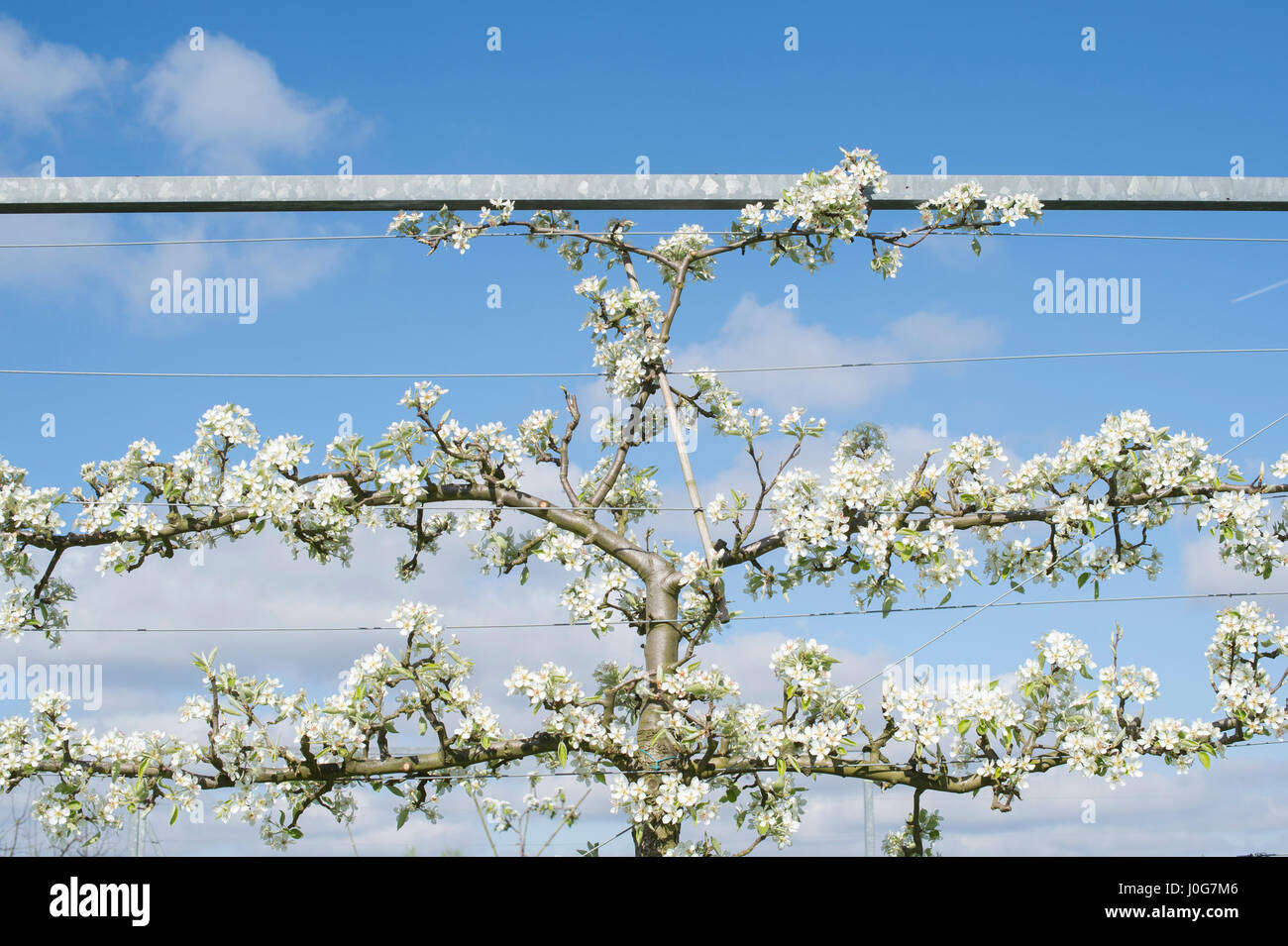 Pyrus communis 'Black Worcester'. Pear 'Black Worcester' espalier tree ...