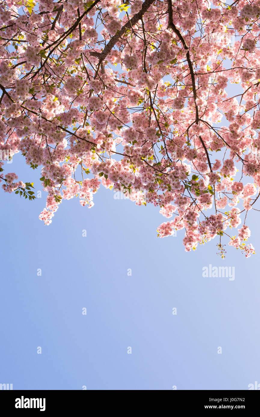 Blue cherry blossom trees hi-res stock photography and images - Alamy