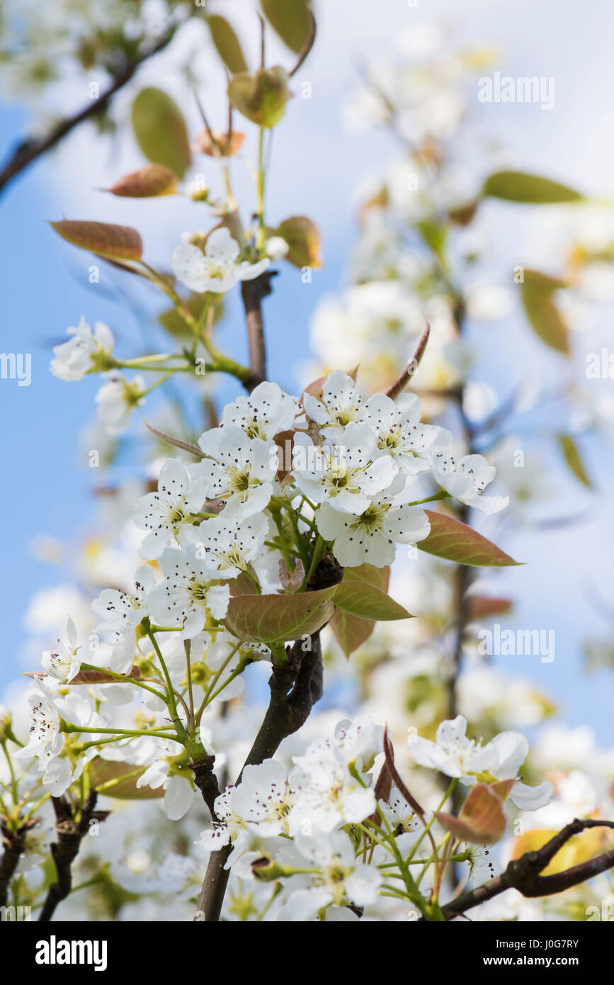 Pyrus pyrifolia hi-res stock photography and images - Alamy