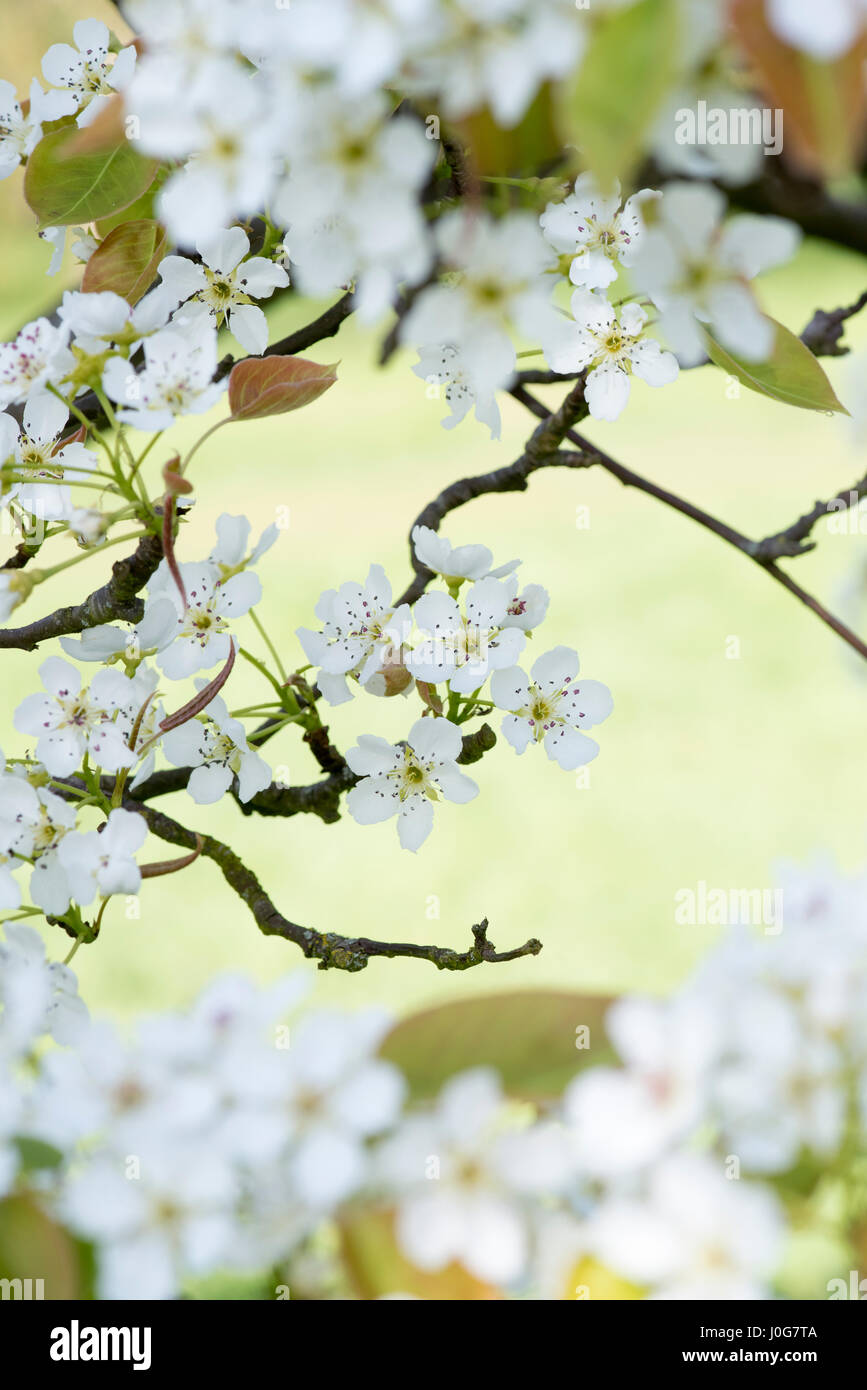 Asian pear hi-res stock photography and images - Alamy