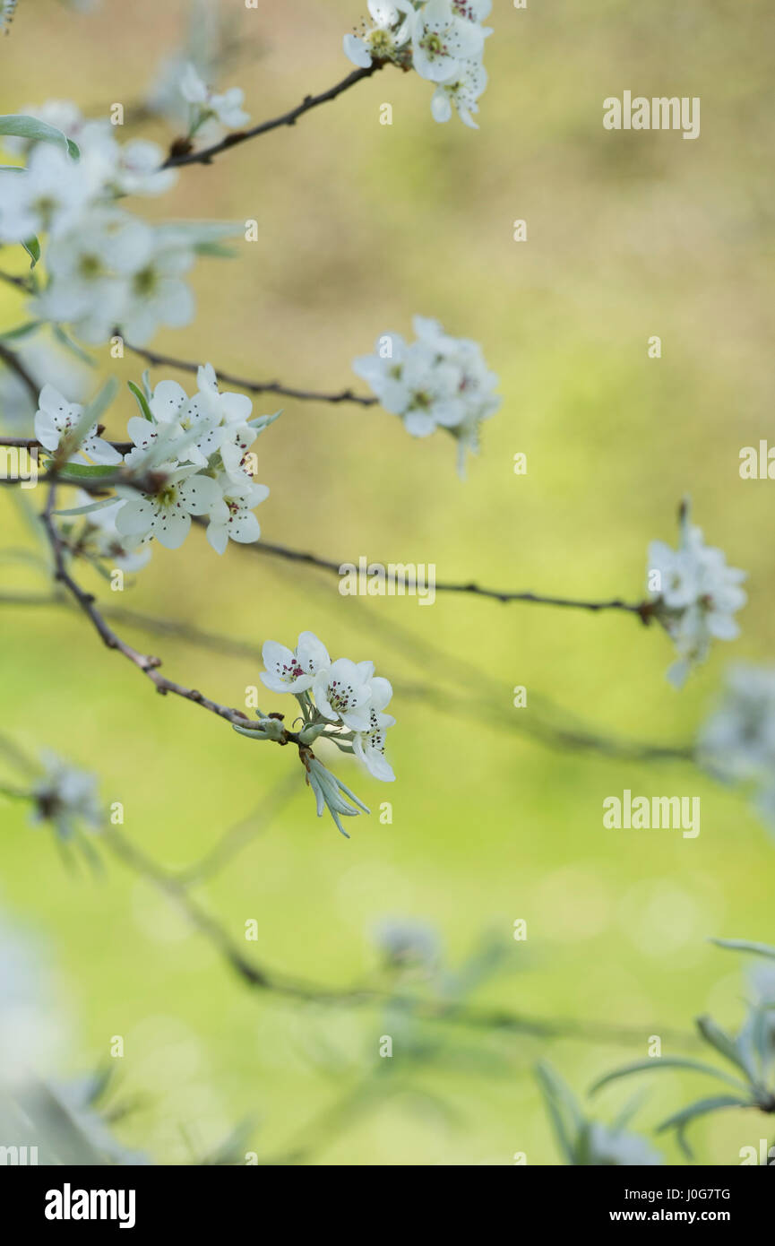 Pyrus salicifolia 'Pendula'. Pendulous willow leaved pear tree blossom ...