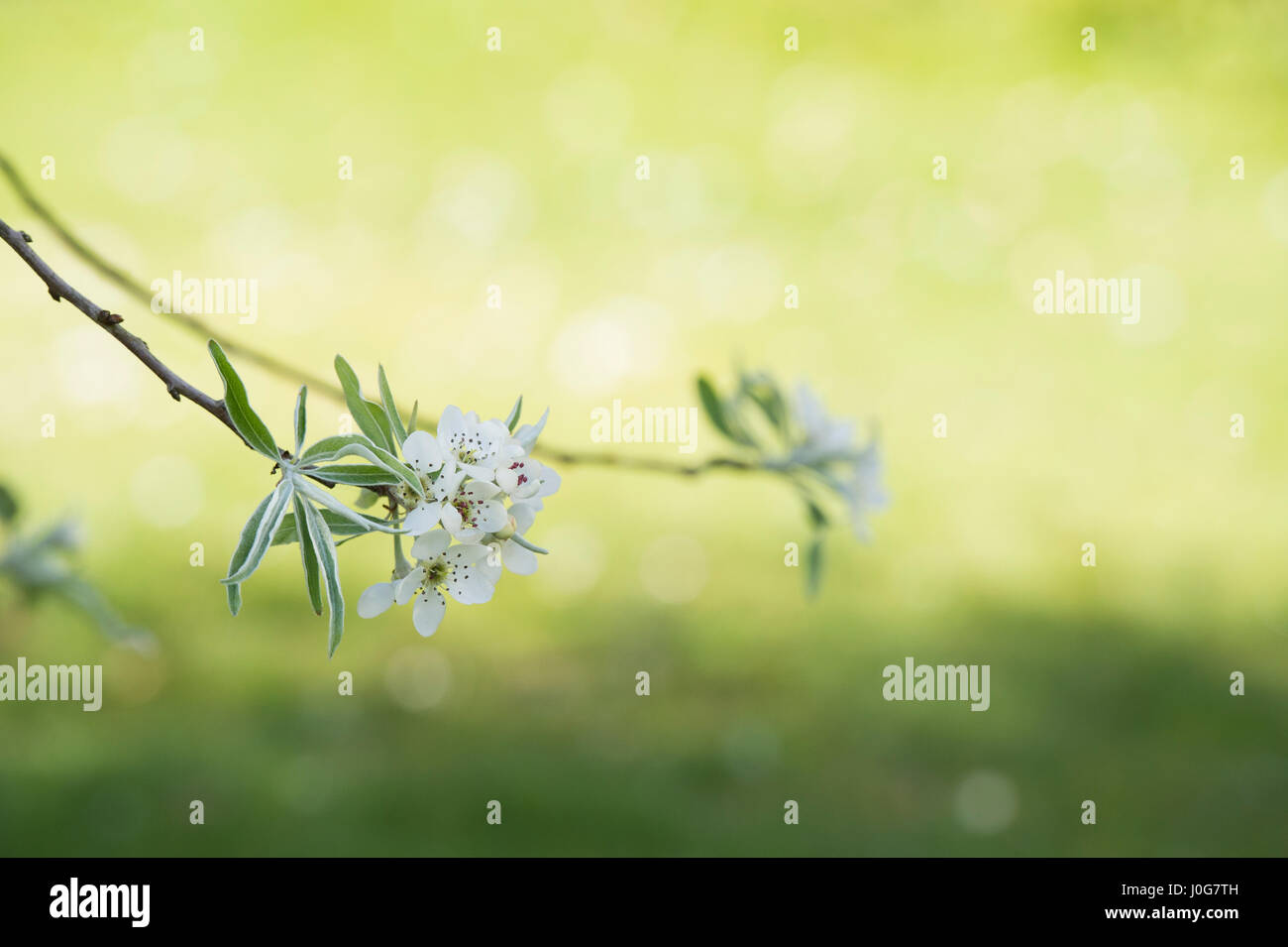 Pyrus salicifolia 'Pendula'. Pendulous willow leaved pear tree blossom ...