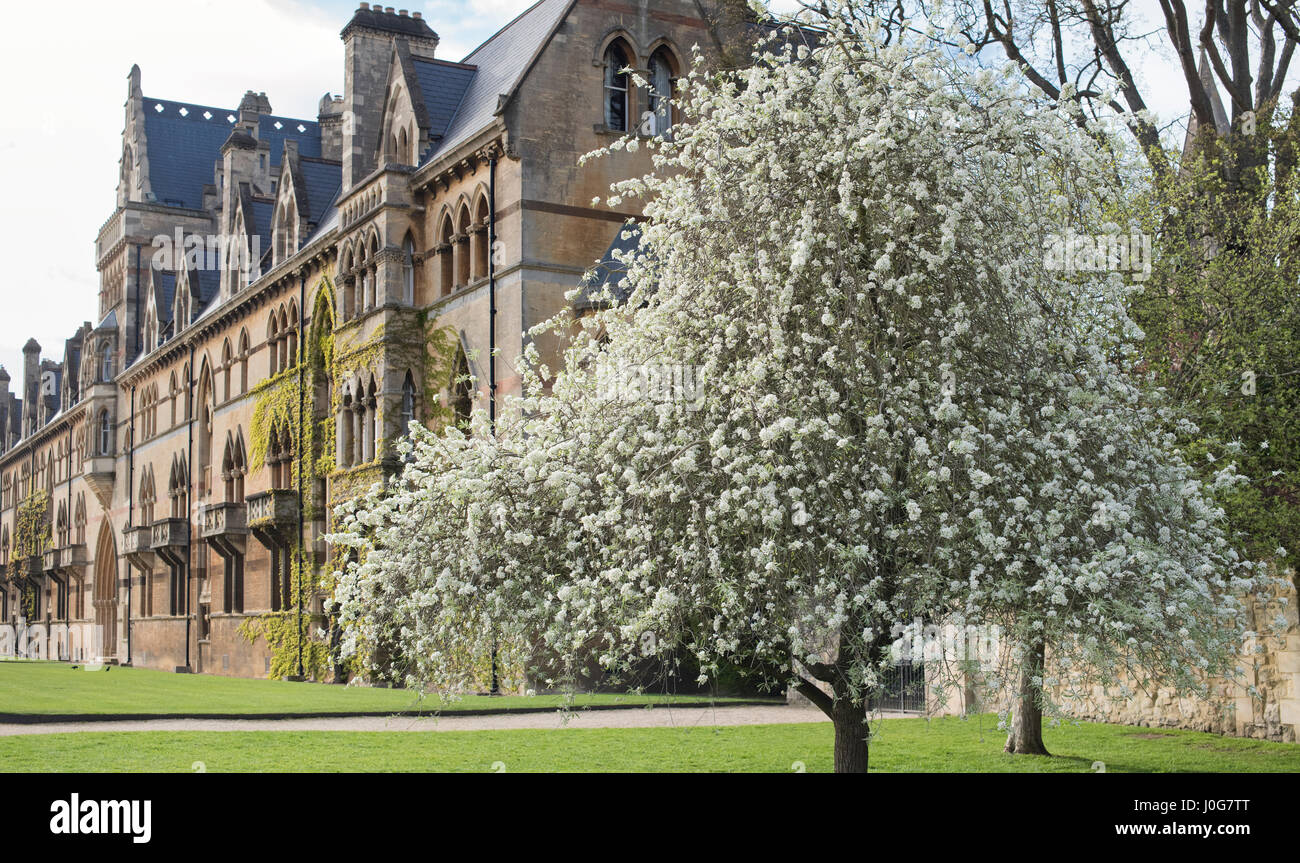 Pyrus salicifolia 'Pendula' . Pendulous willow leaved pear tree in ...