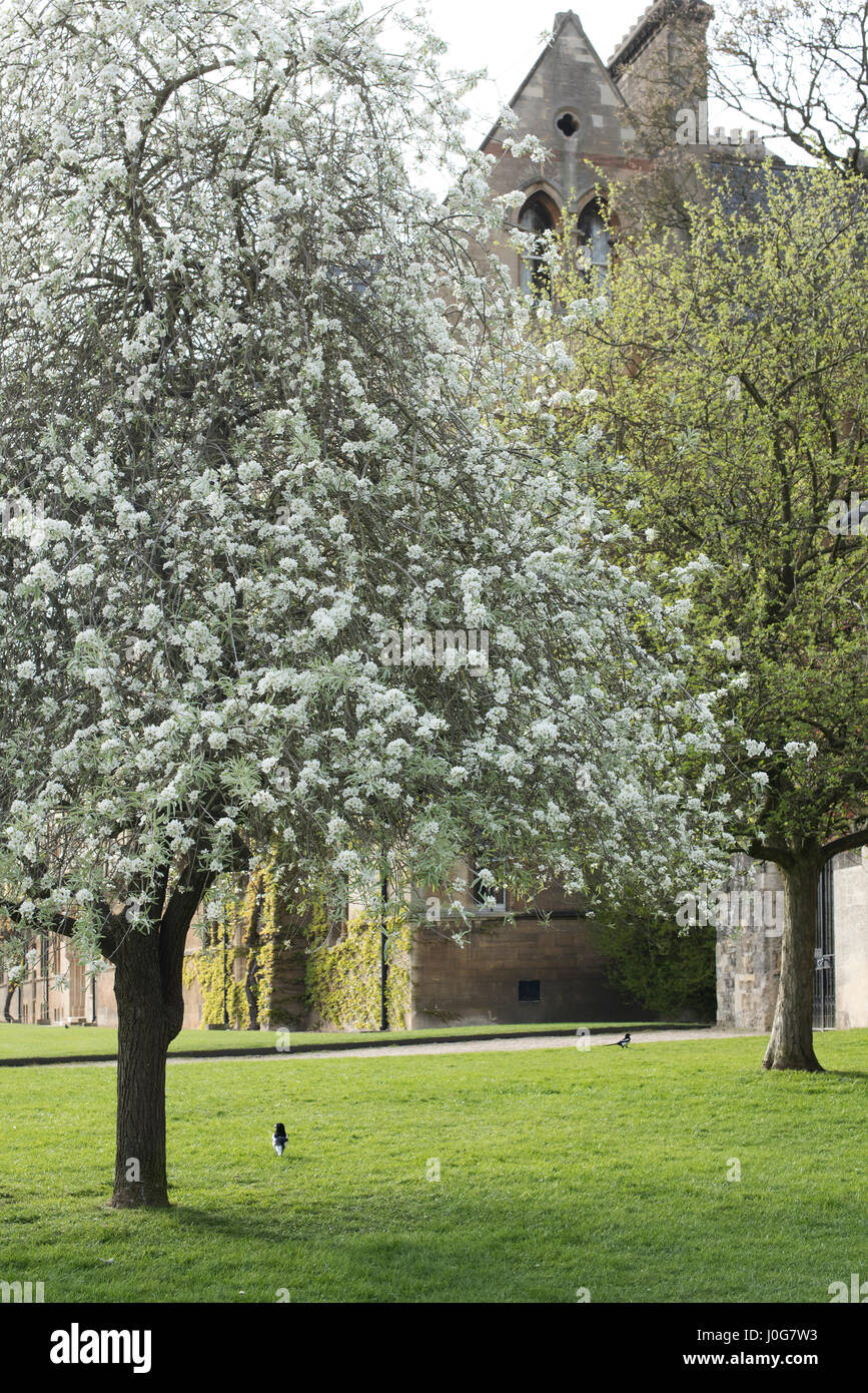 Pyrus salicifolia 'Pendula' . Pendulous willow leaved pear tree in ...