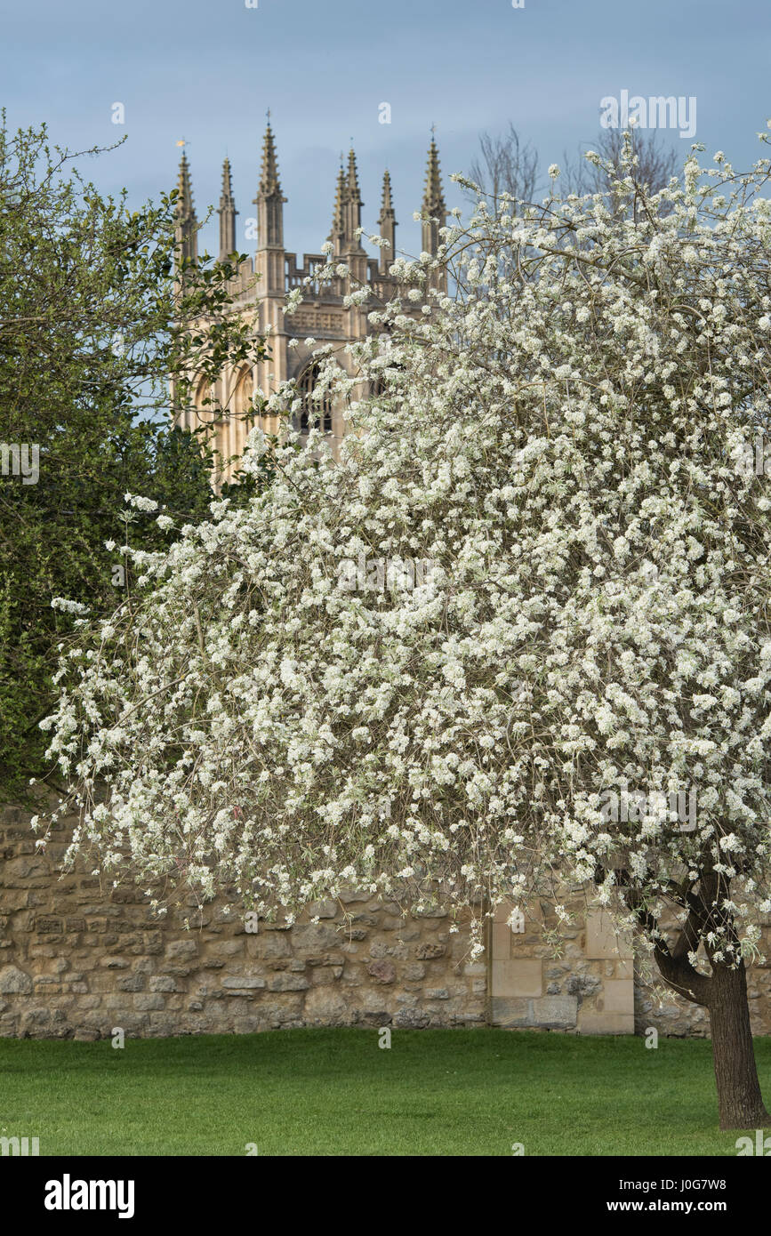 Pyrus salicifolia 'Pendula' . Pendulous willow leaved pear tree in ...