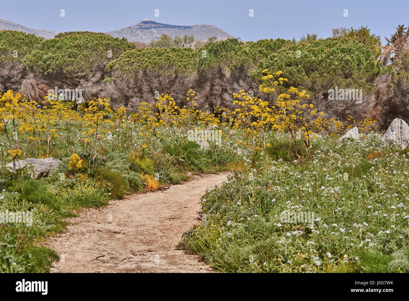Forest landscape with dirt path Stock Photo - Alamy