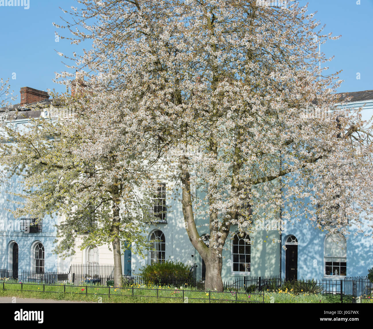 Flowering cherry trees in front of terraced houses in St Clements ...