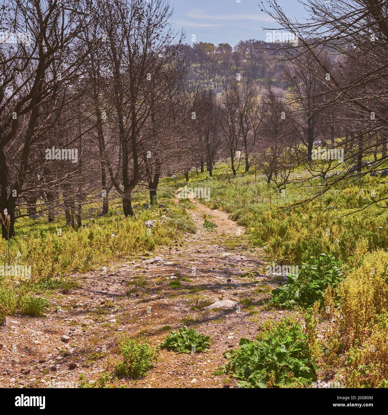 Forest landscape with dirt path Stock Photo - Alamy