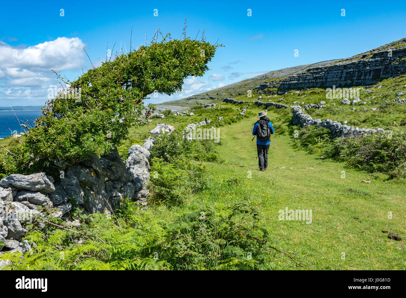 A walker on the old green road around Black Head, near Fanore Bridge ...