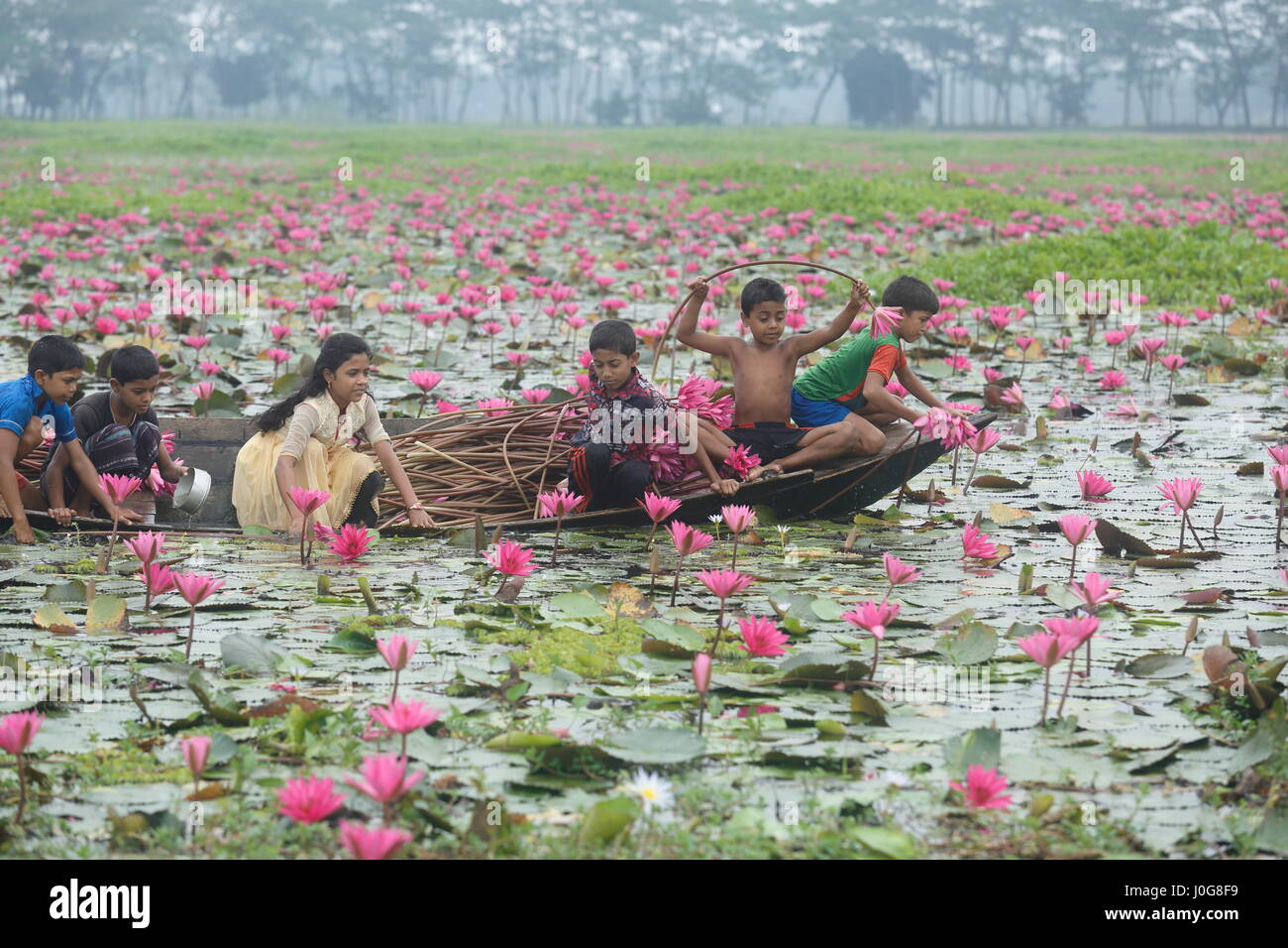 Rural children collect red water lily from the marsh using boat. Many ...