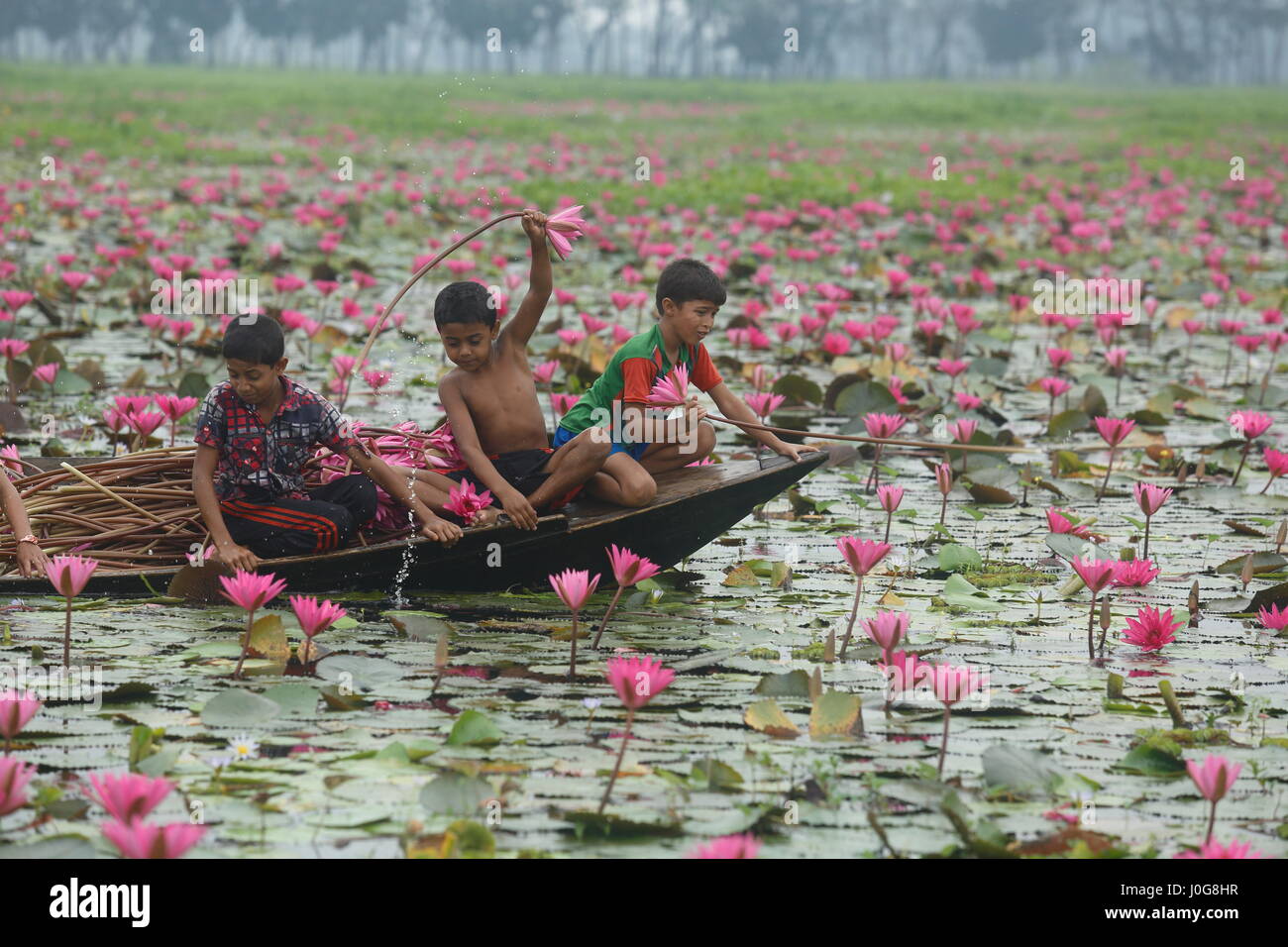 Rural children collect red water lily from the marsh using boat. Many ...