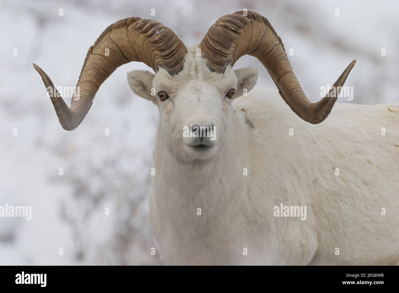 Dall Sheep (Ovis dalli) ram on snowy tundra, Polychrome Pass area ...