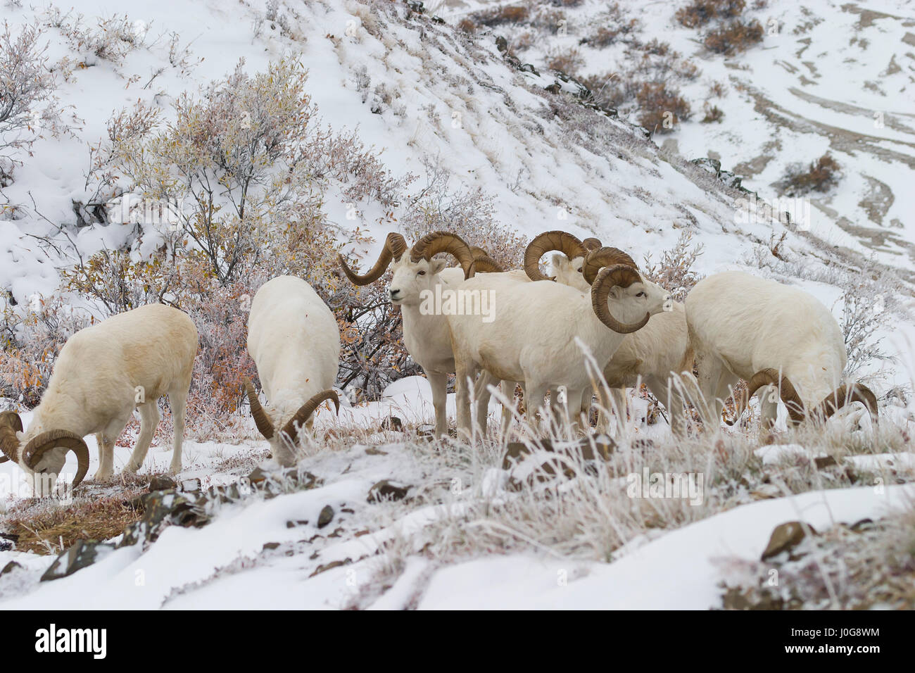 Dall Sheep (Ovis dalli) rams rams feeding on snowy tundra, Polychrome ...