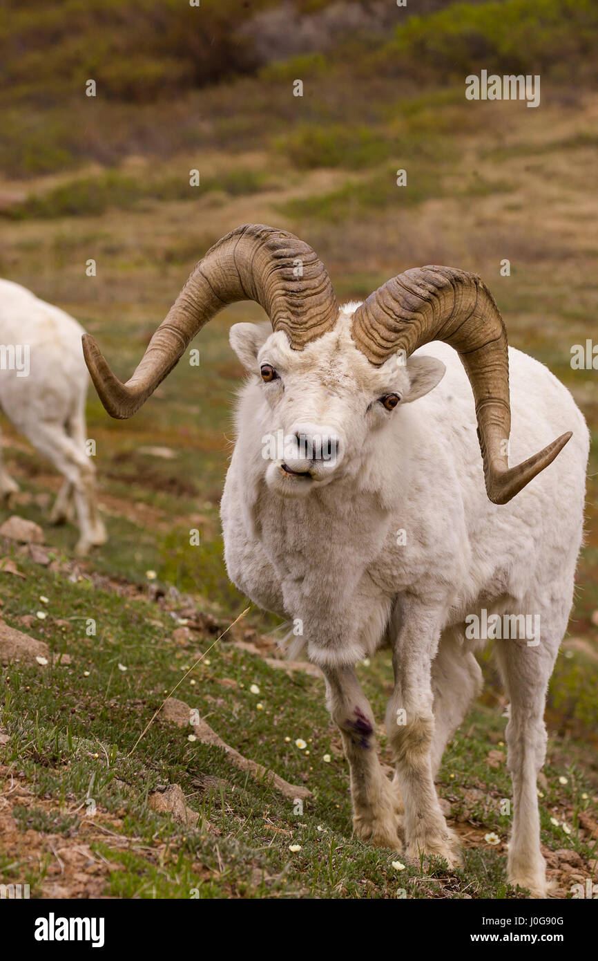 Dall Sheep (Ovis dalli) ram Polychrome Pass area, Denali NP #13125 May ...