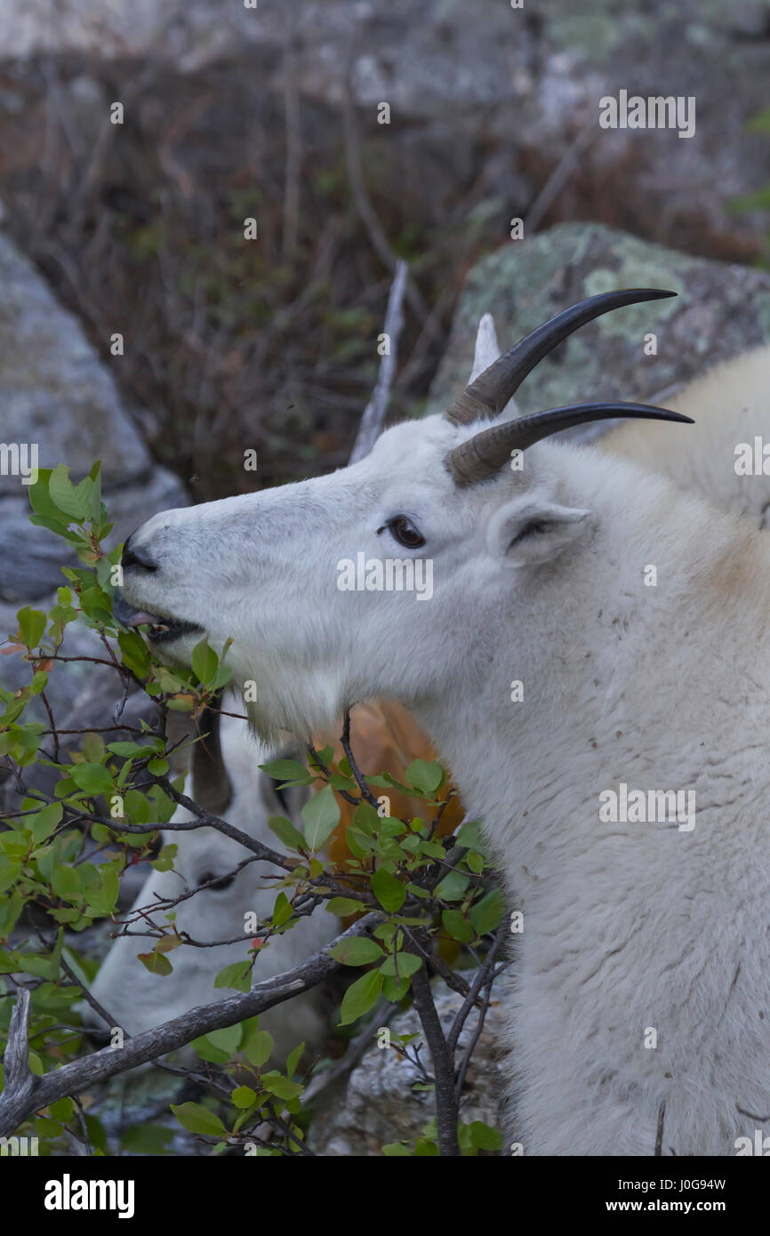 Browsing goat hi-res stock photography and images - Alamy
