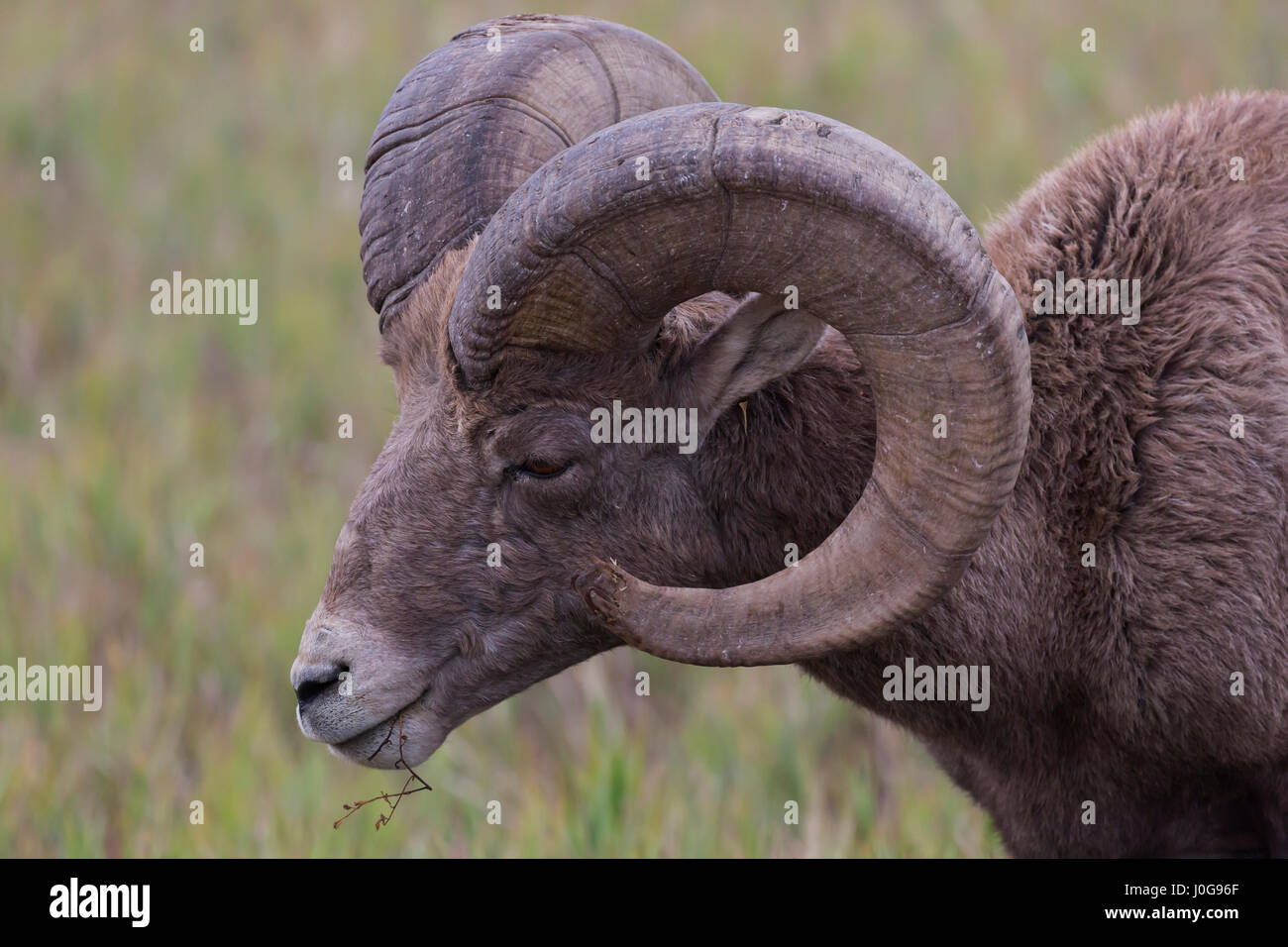 Ram eating hi-res stock photography and images - Alamy