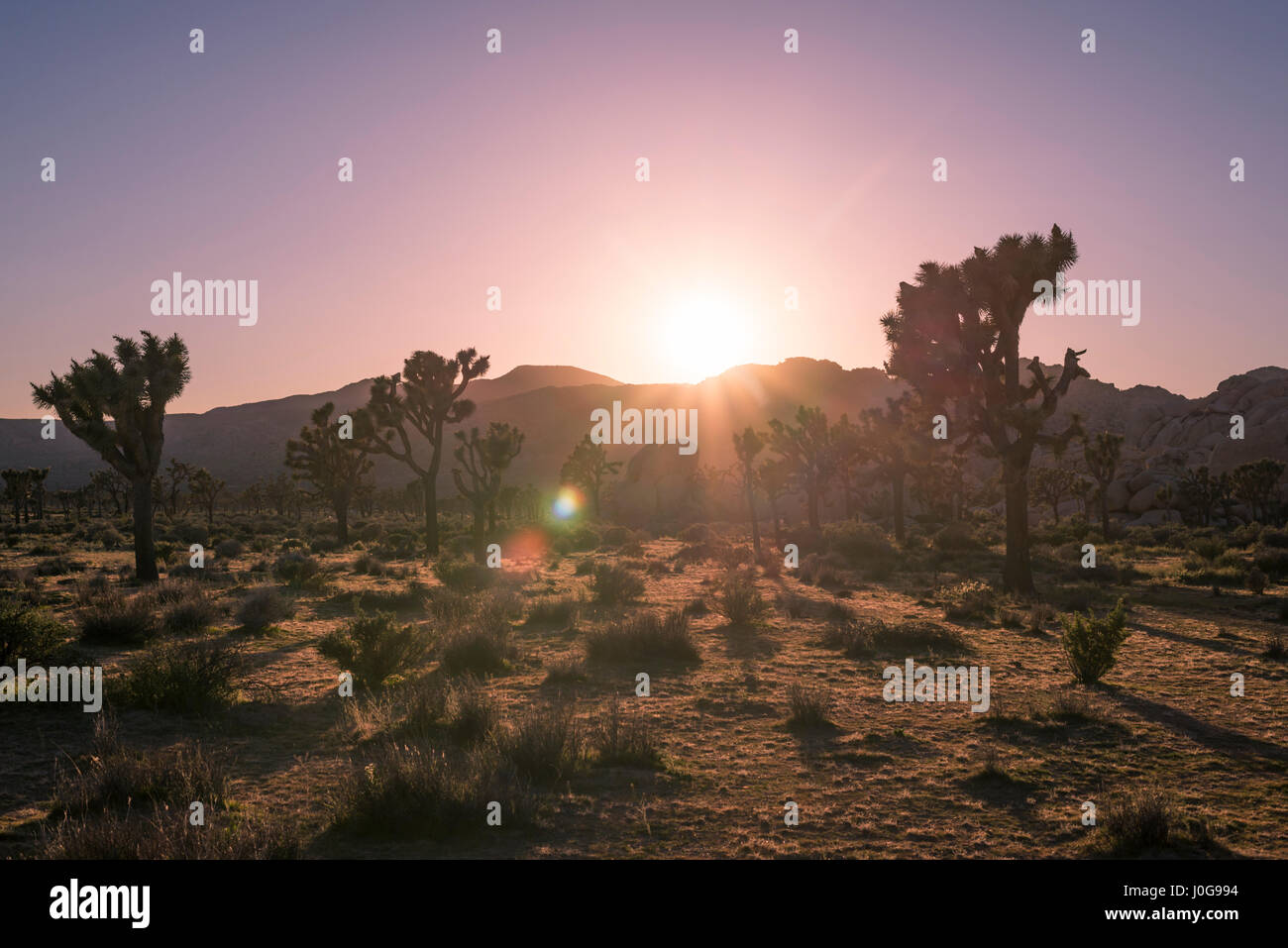 Desert landscape and Joshua Trees captured prior to sunset. Joshua Tree ...