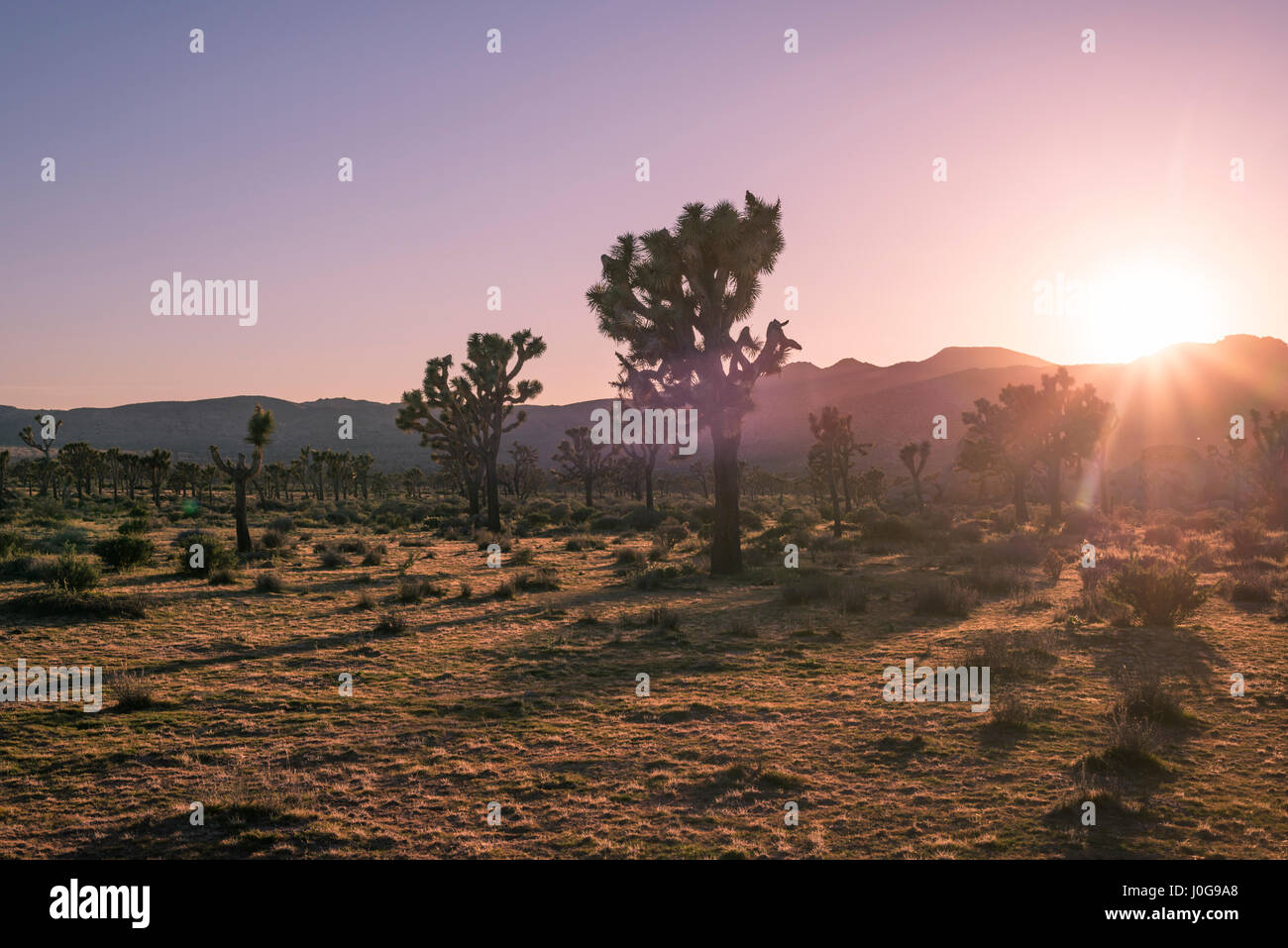 Desert landscape and Joshua Trees captured prior to sunset. Joshua Tree ...