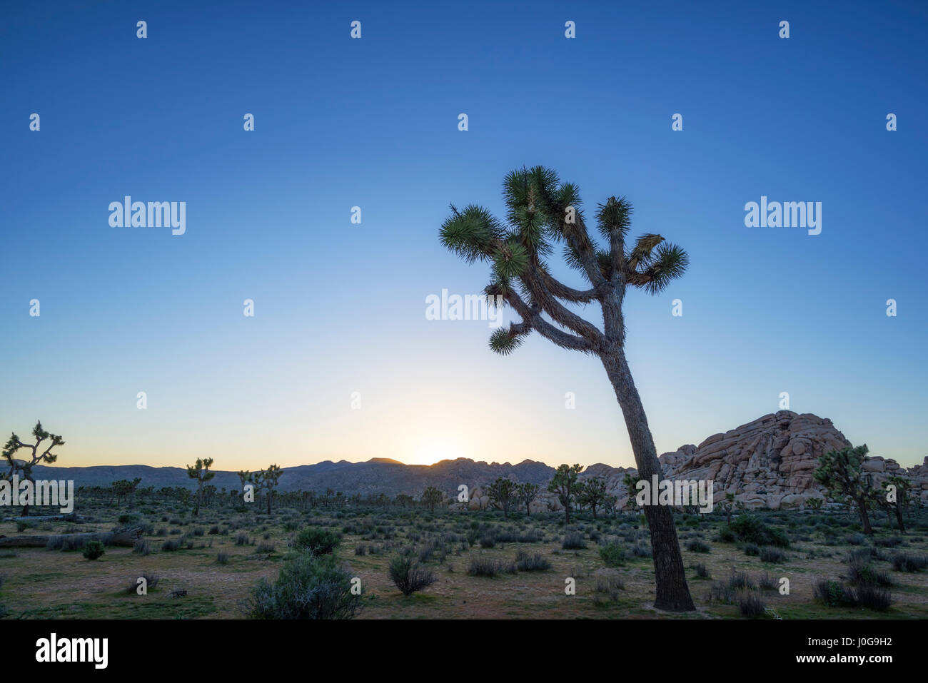 Desert landscape and Joshua Trees captured prior to sunset. Joshua Tree ...