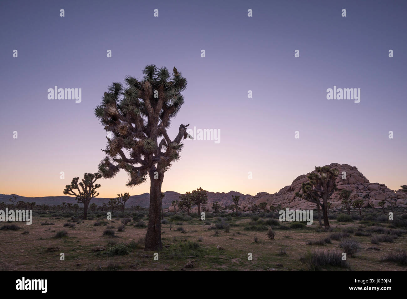 Desert landscape and Joshua Trees captured prior to sunset. Joshua Tree ...