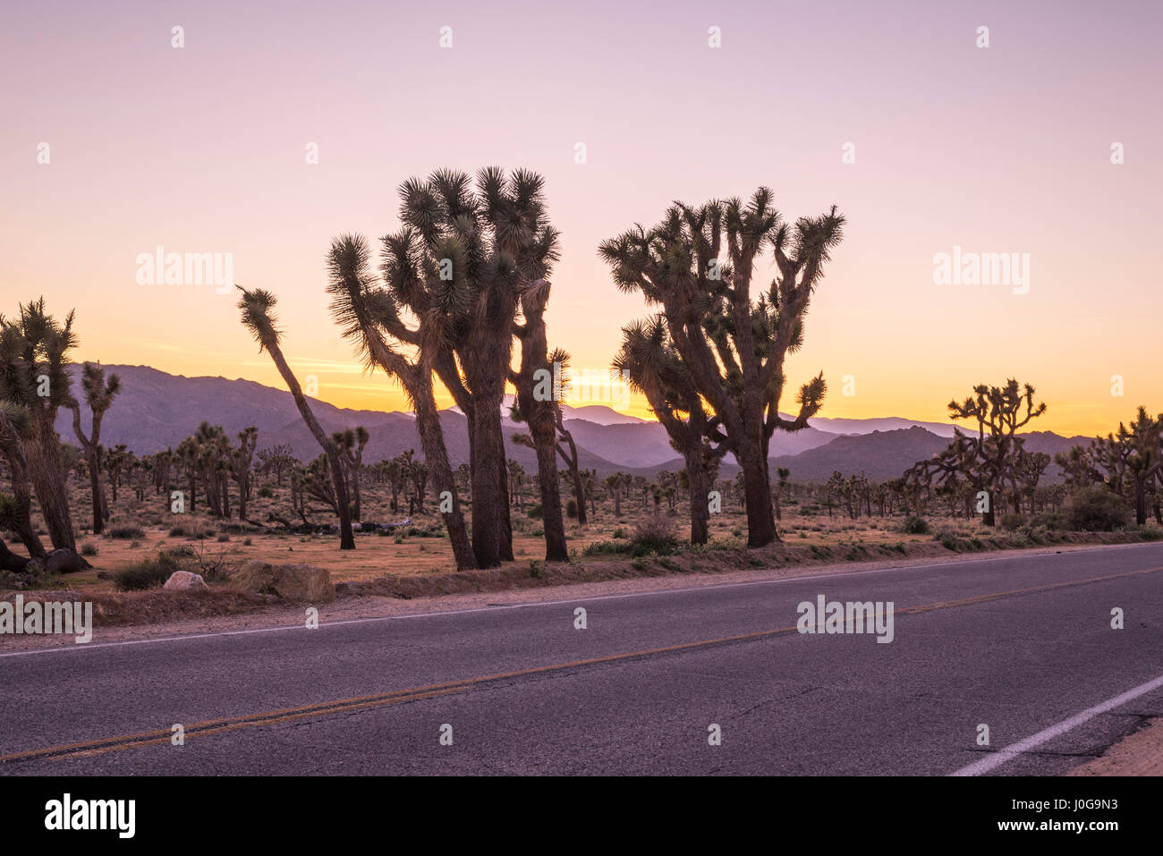 Desert landscape and Joshua Trees captured prior to sunset. Joshua Tree ...