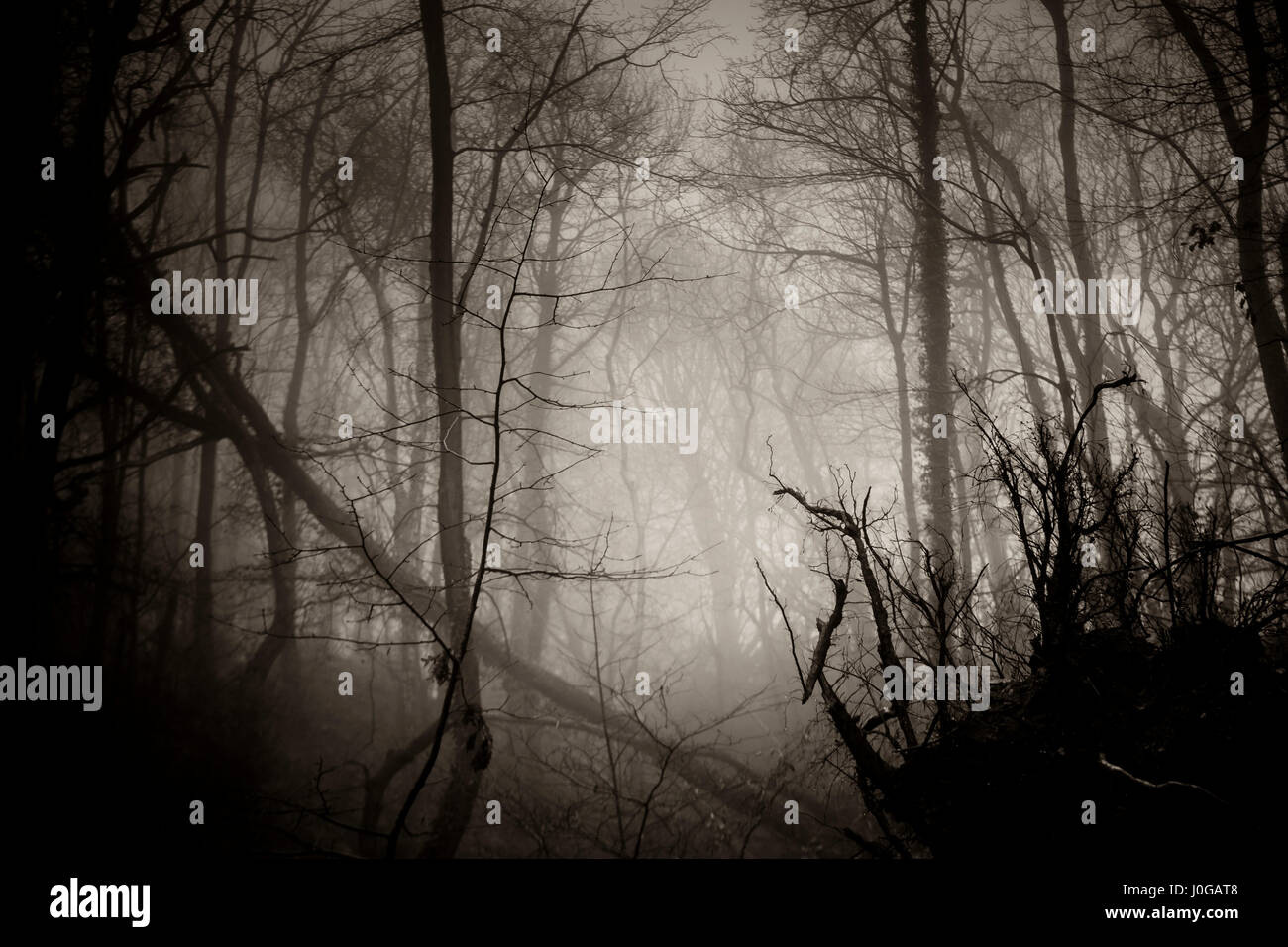 Woodland mystery: The Bare branches and fallen beech trees in the mist ...