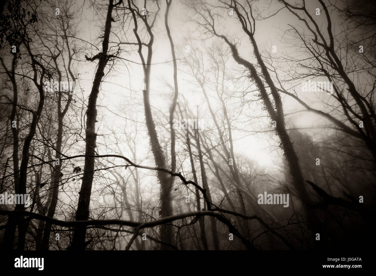 Woodland mystery: The Bare branches and fallen beech trees in the mist ...