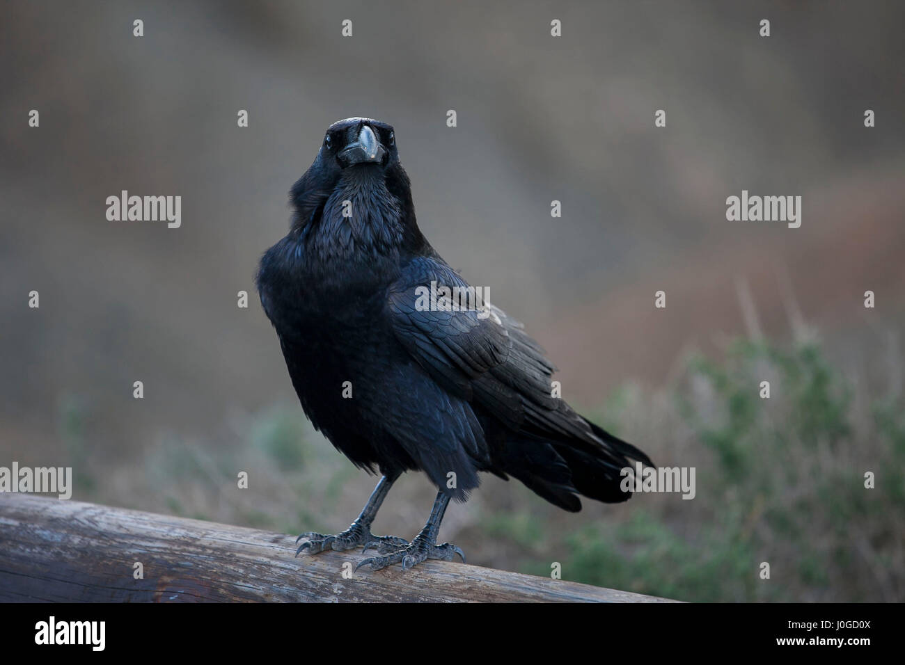 Staring crow hi-res stock photography and images - Alamy