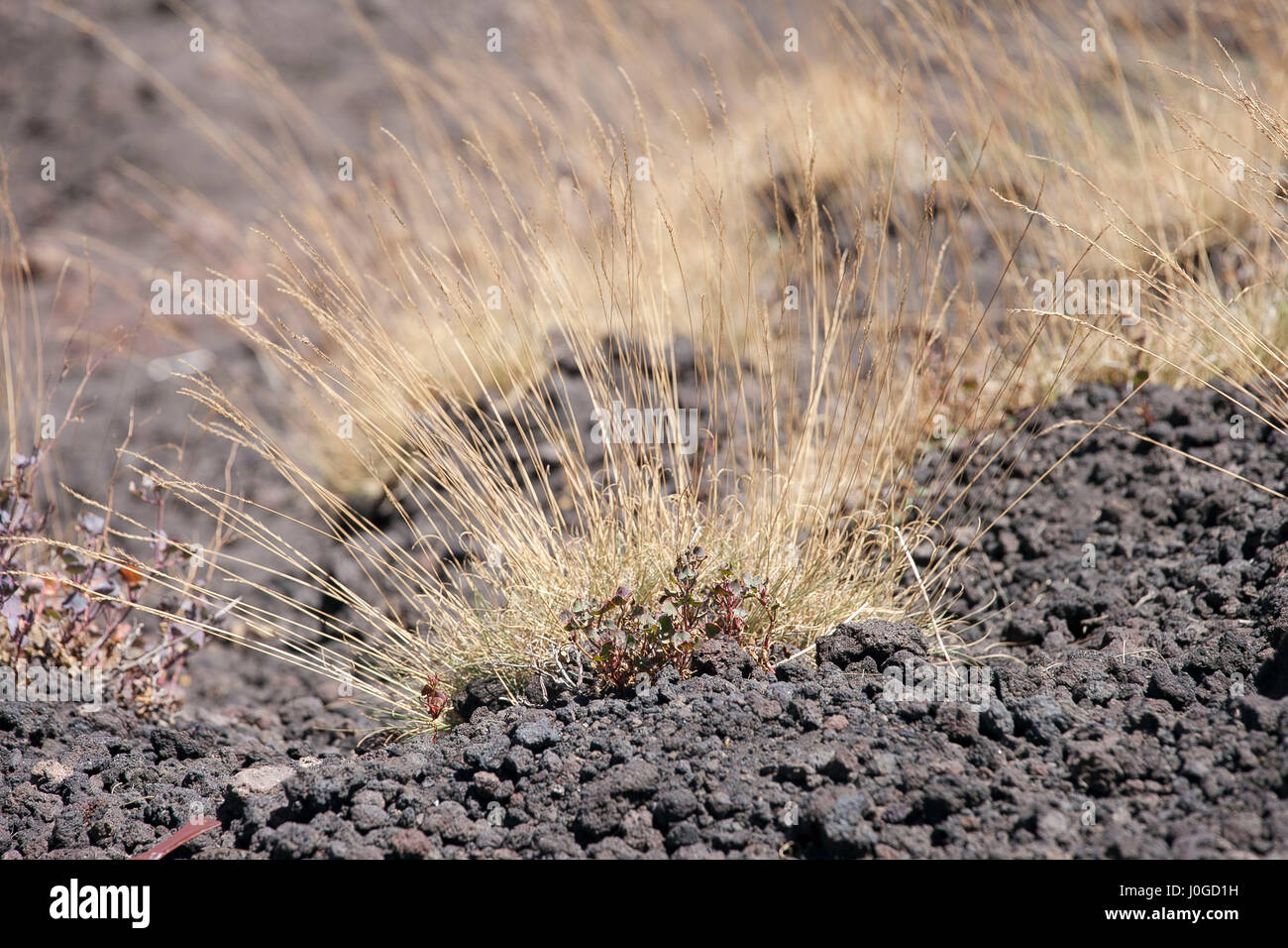 Dry grass on volcanic ground Stock Photo - Alamy