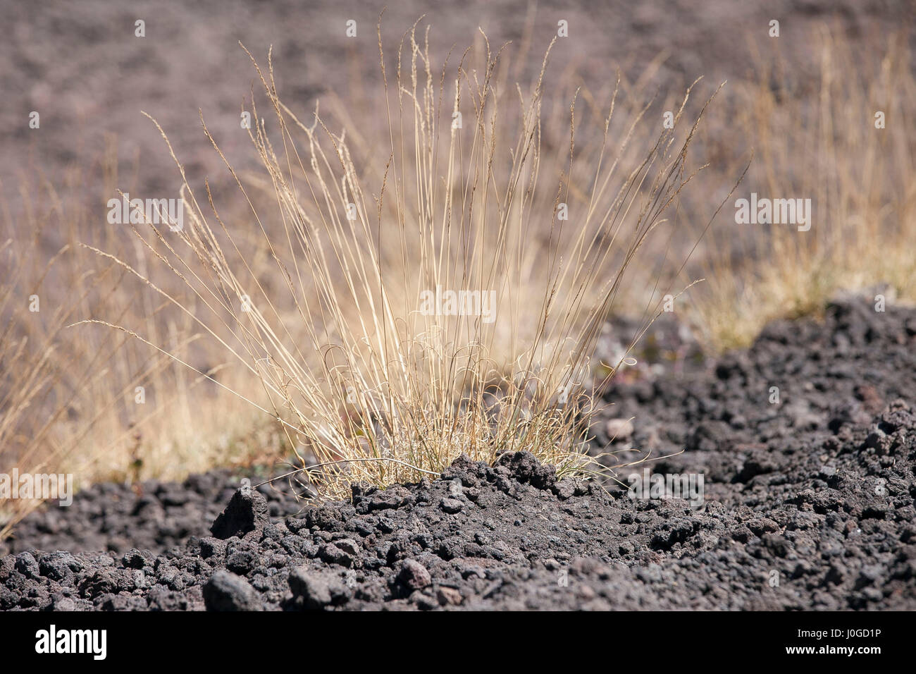 Dry grass on volcanic ground Stock Photo - Alamy