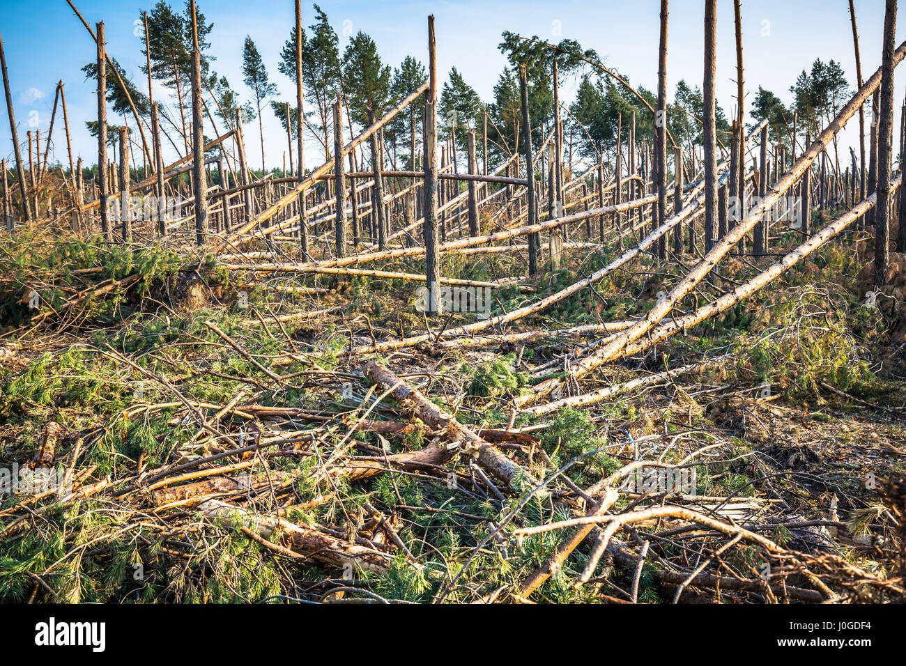 Destroyed forest as an effect of strong storm Stock Photo - Alamy