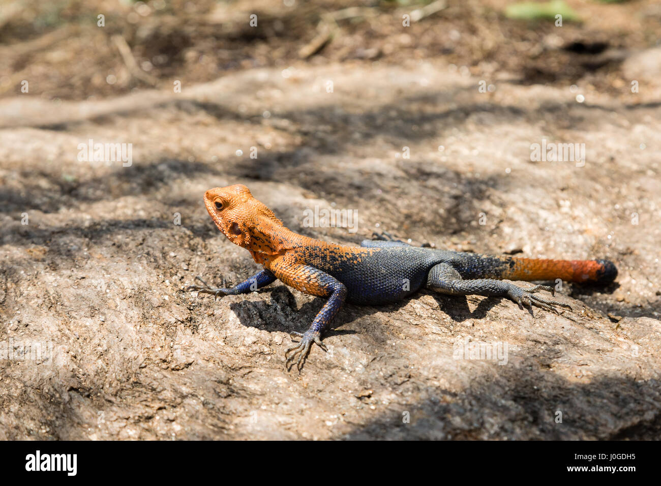 Male red headed agama hi-res stock photography and images - Alamy