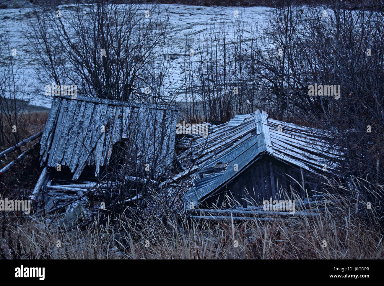 Collapsed gold miners Bonanza Creek log cabin, Dawson City, Yukon ...