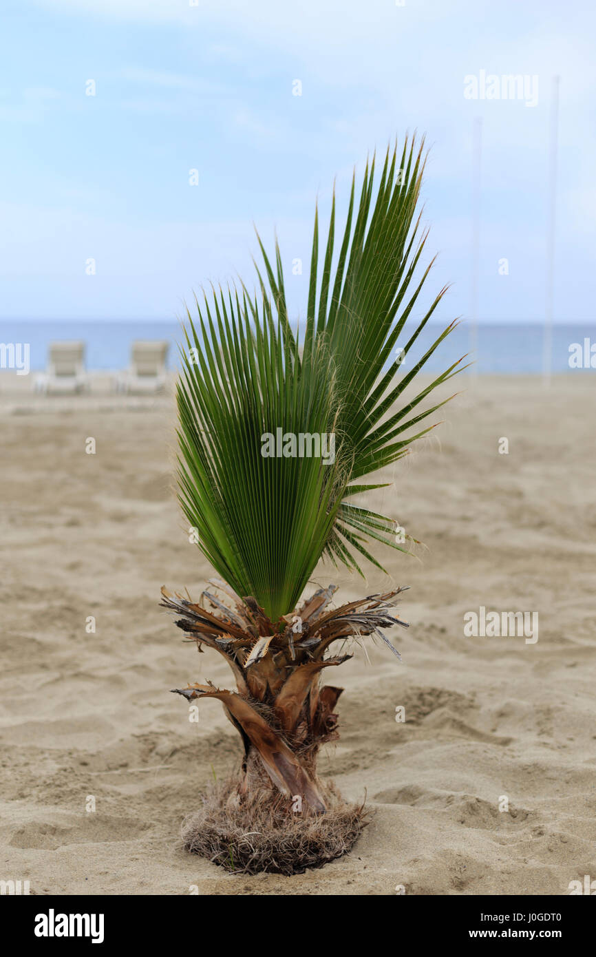 small palm tree Stock Photo - Alamy