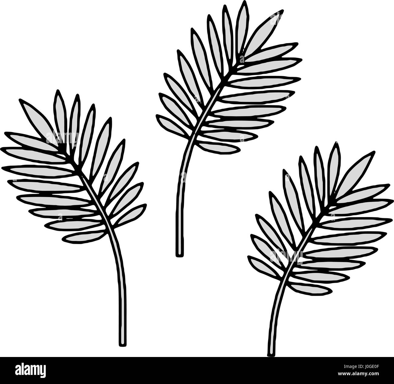 Summer print exotic plants Black and White Stock Photos & Images - Alamy