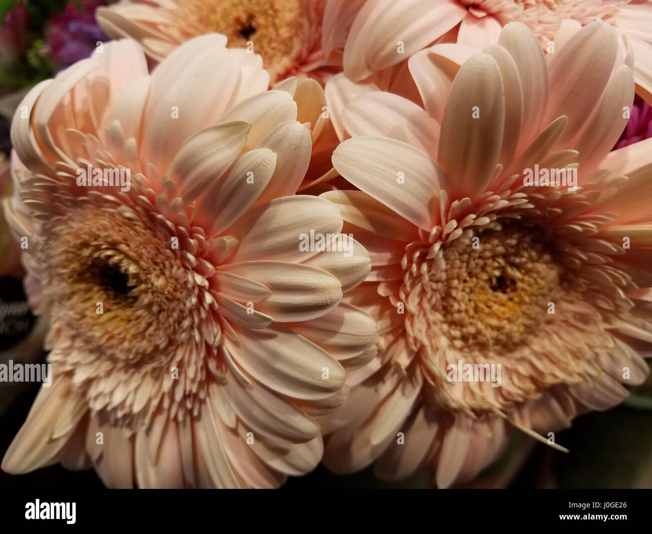 Gerberas hi-res stock photography and images - Alamy