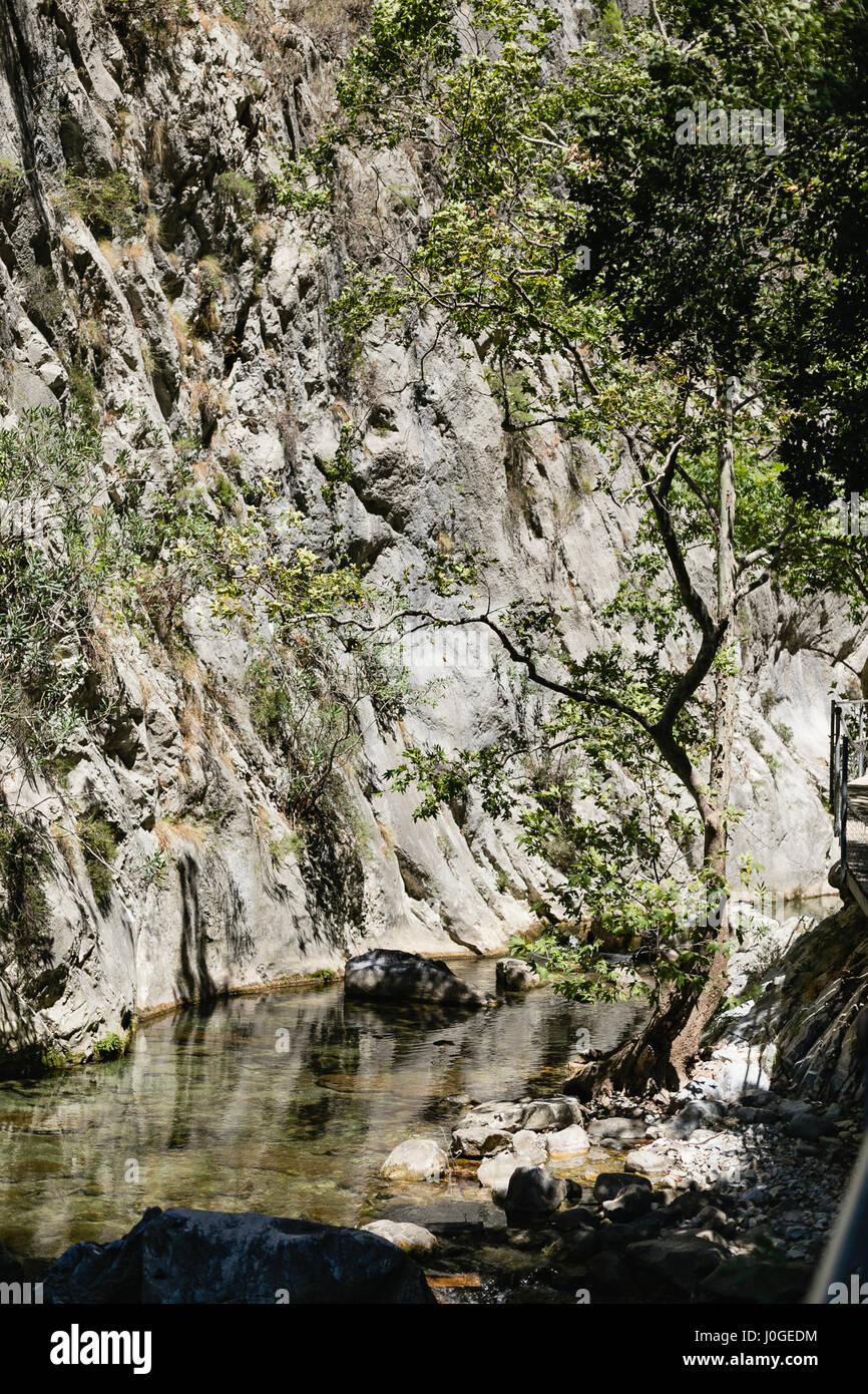 Trees growing in mountain canyon Stock Photo - Alamy