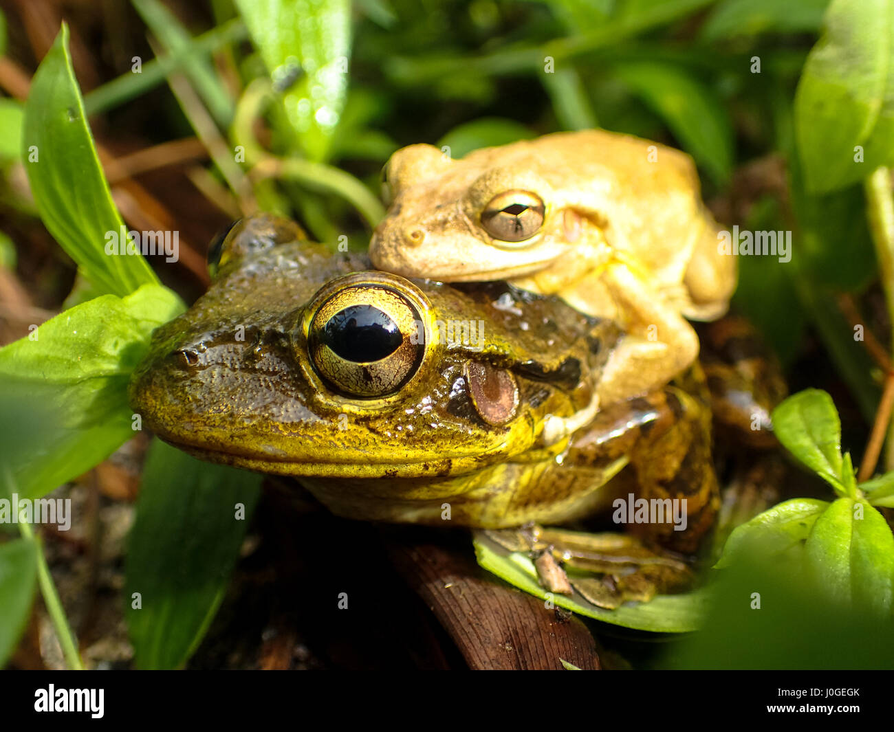 Frog On Top of Frog Stock Photo - Alamy